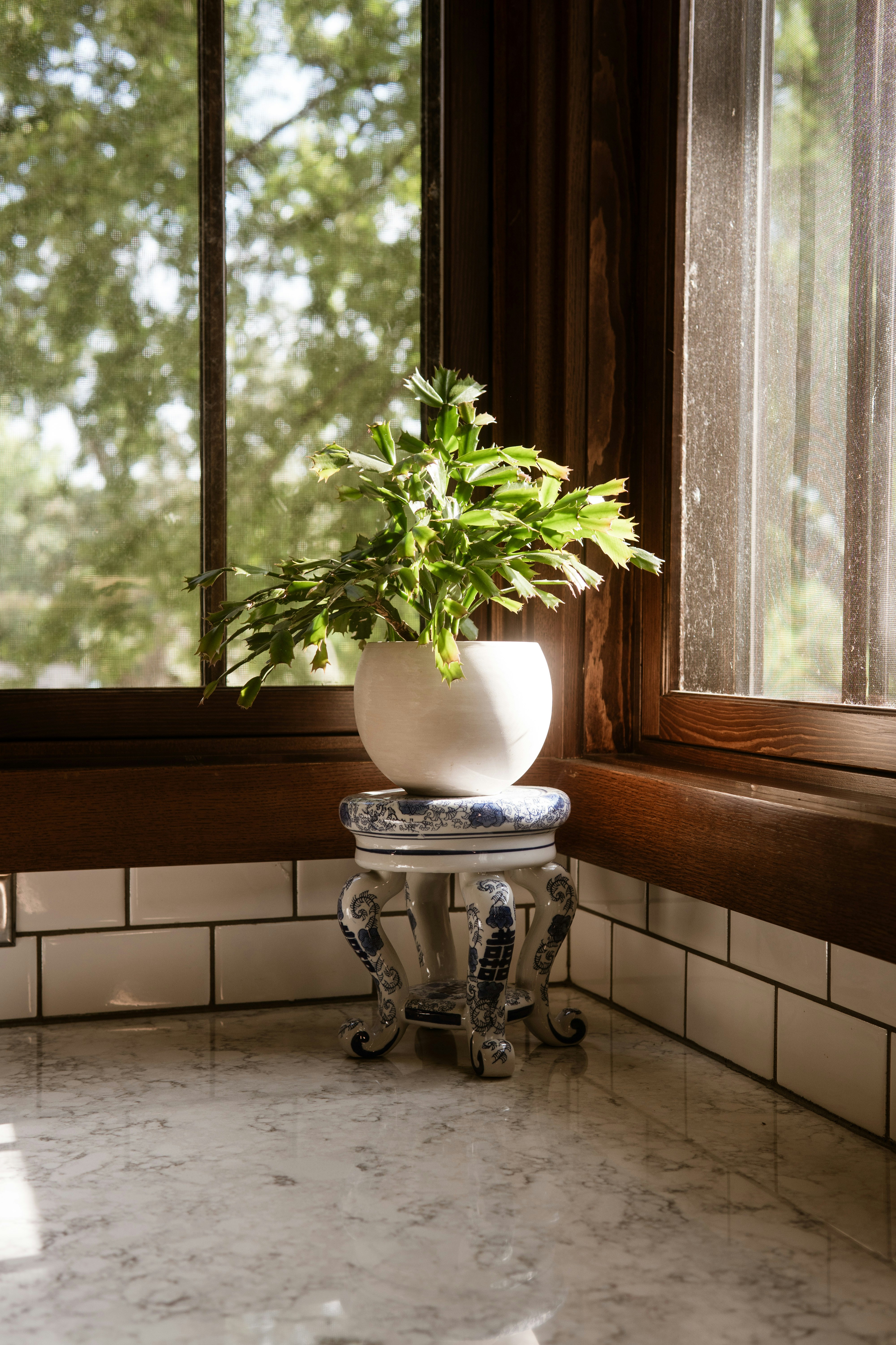 Greenery on a Blue-White Ceramic Pedestal by a Sunlit Window