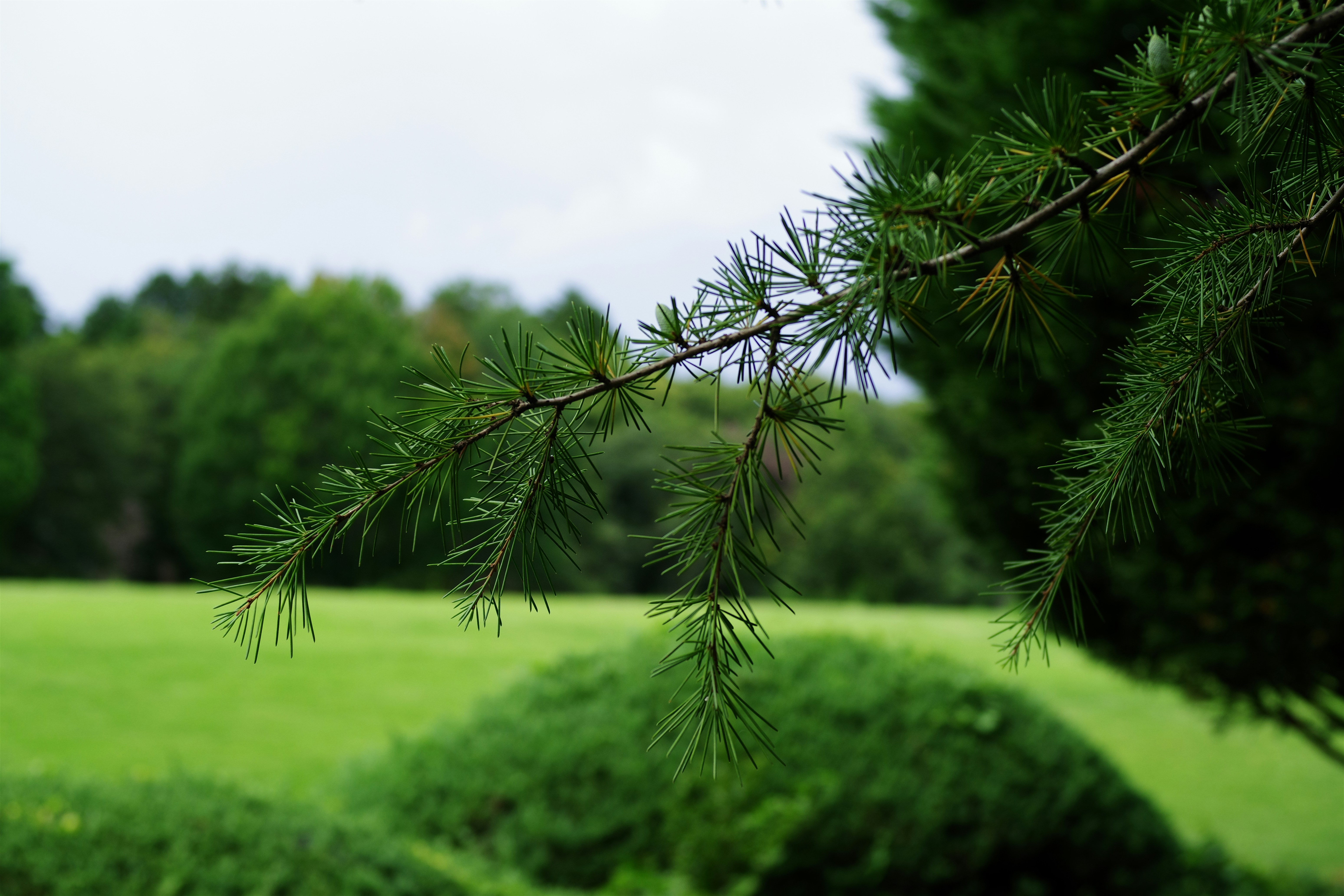 Needles in Focus: Pine Fronds Framing a Quiet Green Field