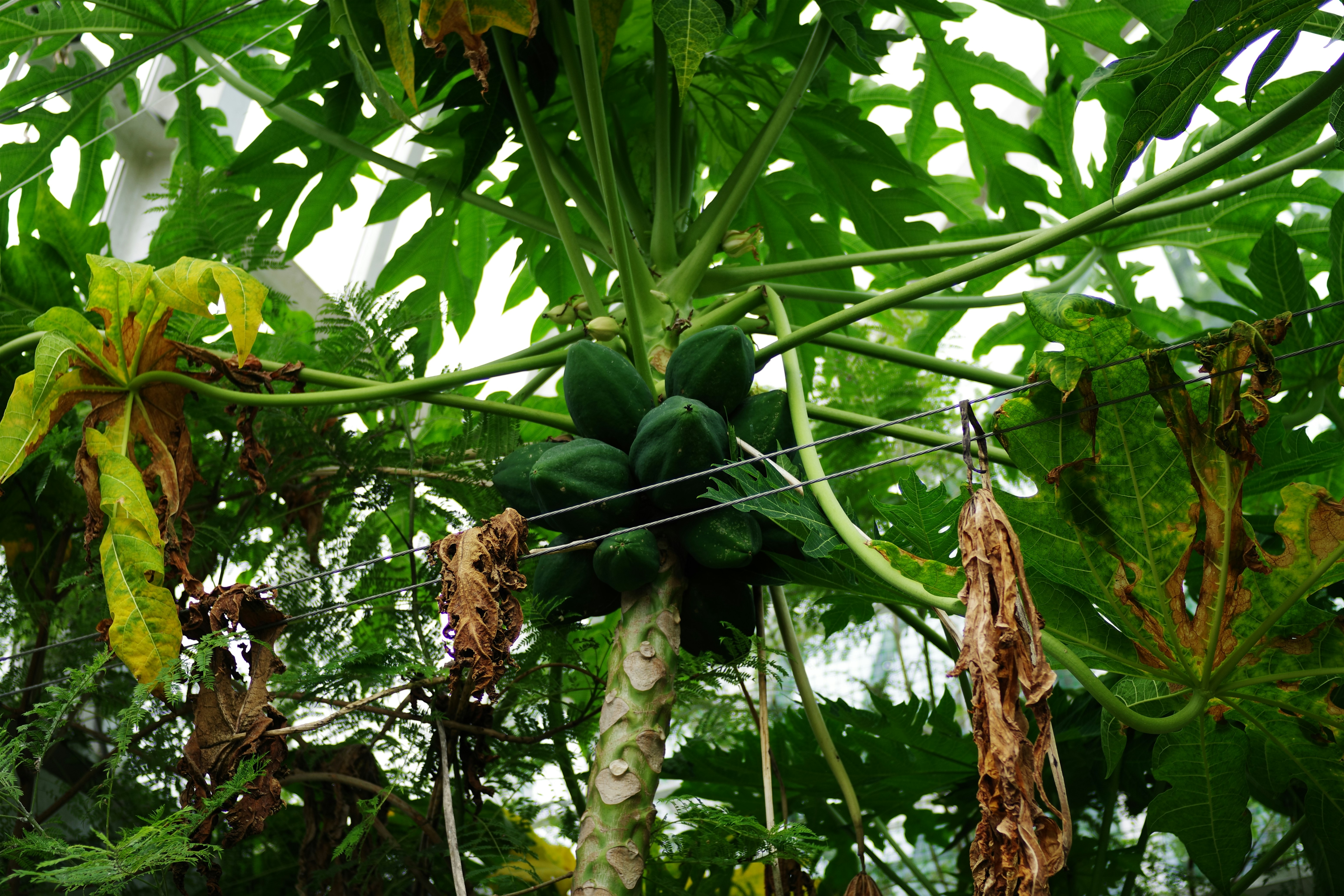 A bunch of bananas hanging from a tree photo – Free Food Image on Unsplash