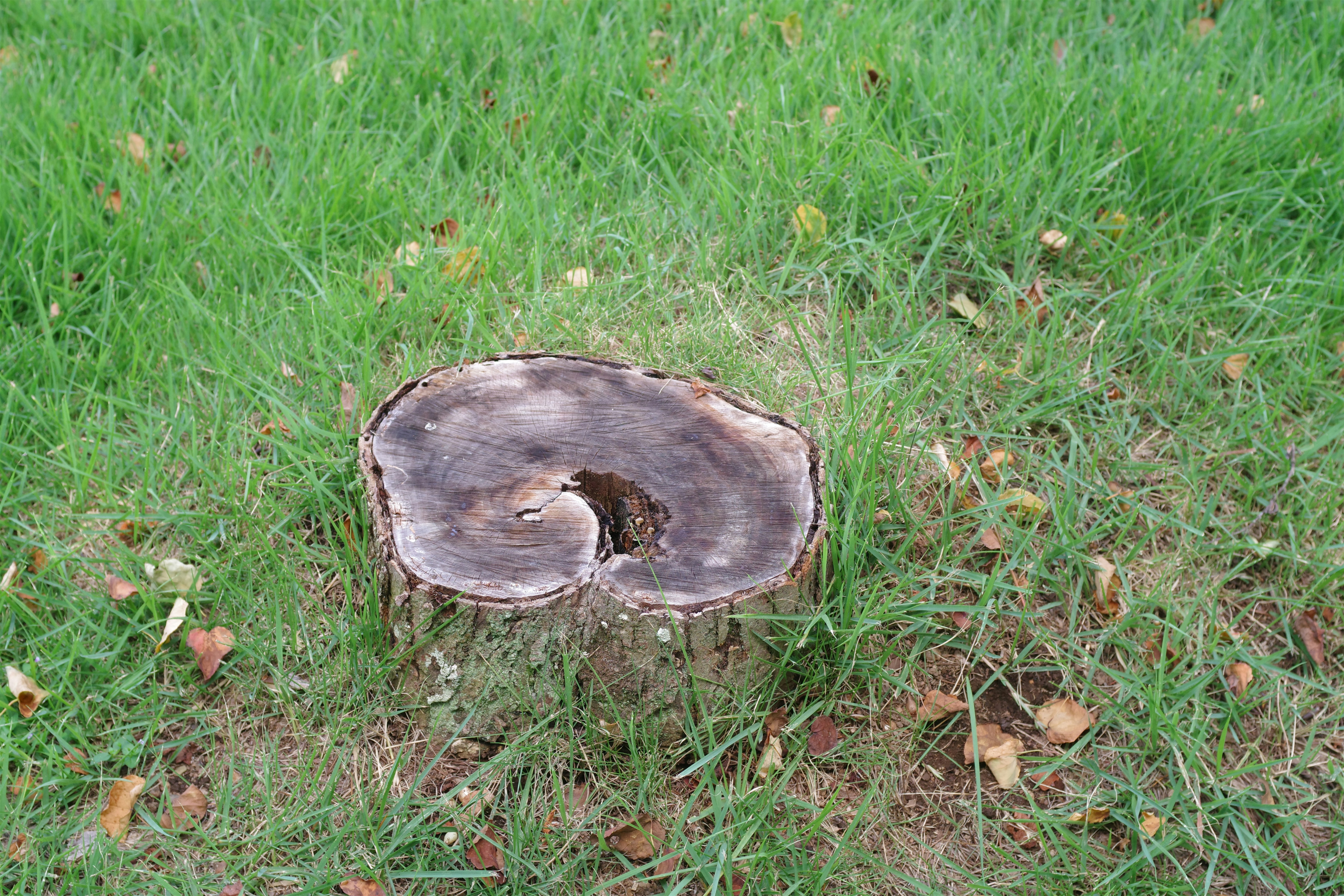 Timeworn stump centerstage in a carpet of spring grass