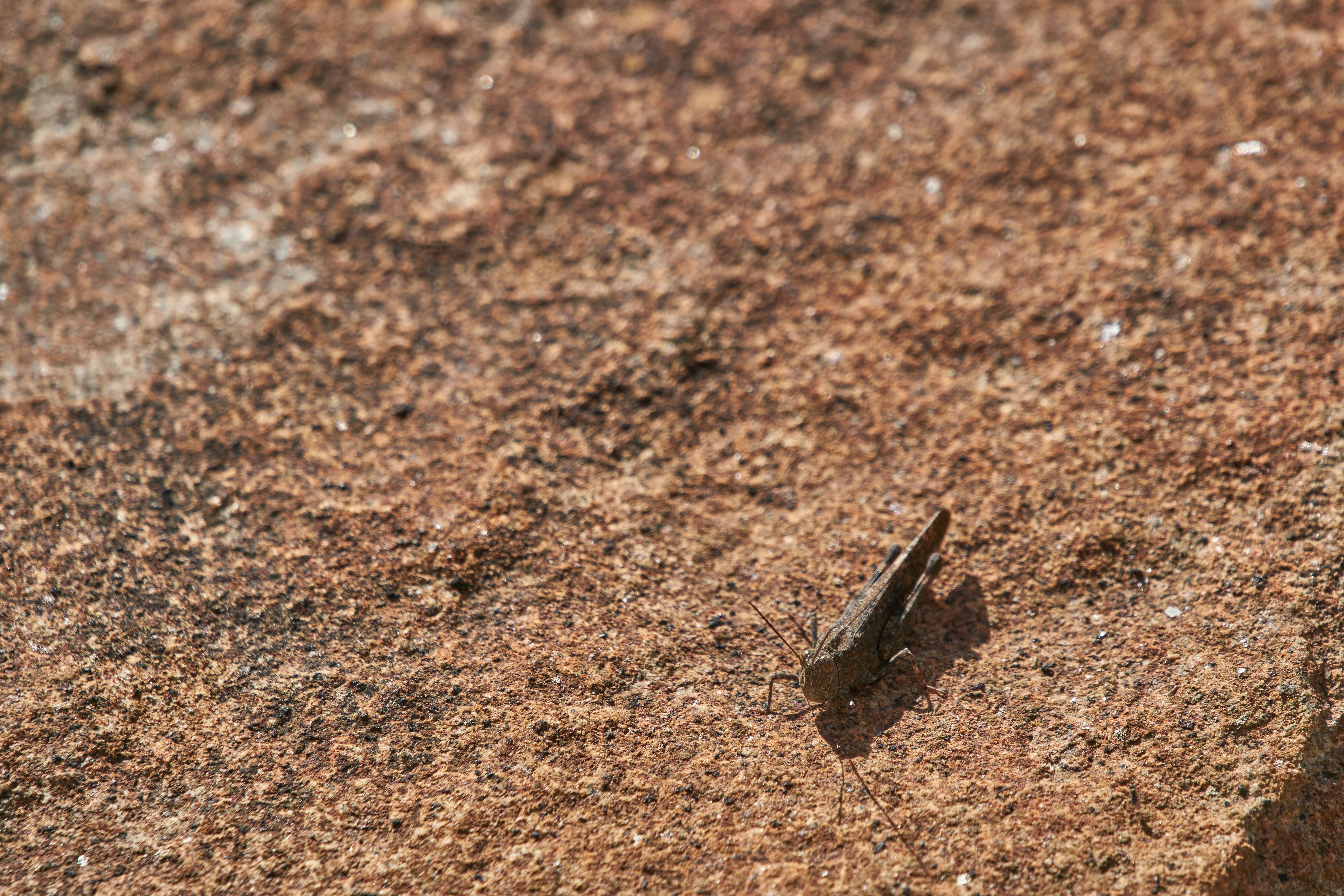 A small bird standing on top of a dirt fieldWolfgang Hasselmann