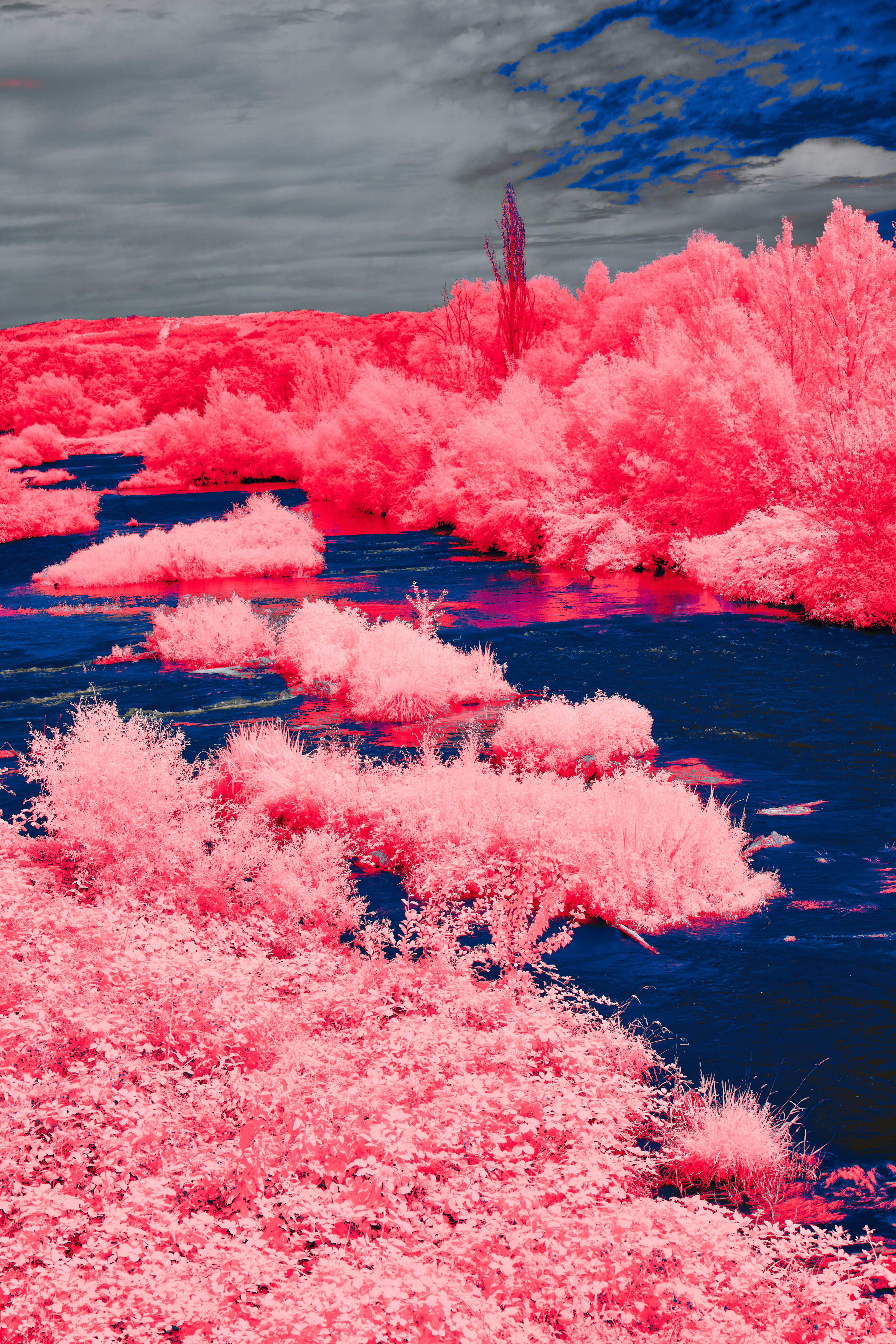 Infrared Vista: Pink Flora Fringing a Deep Blue River