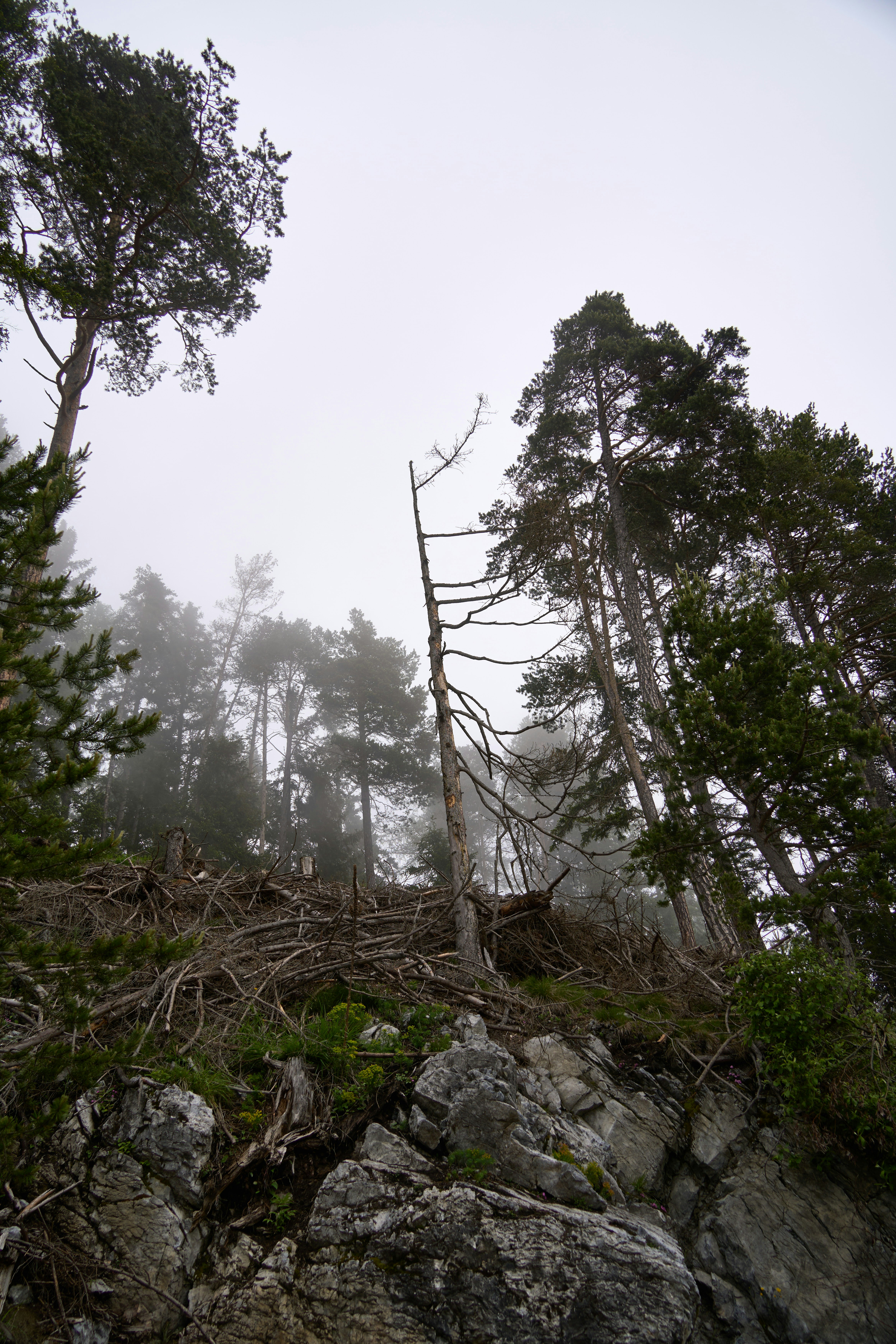 Mistbound Sentinel: The Lone Dead Pine Among Rugged Rocks
