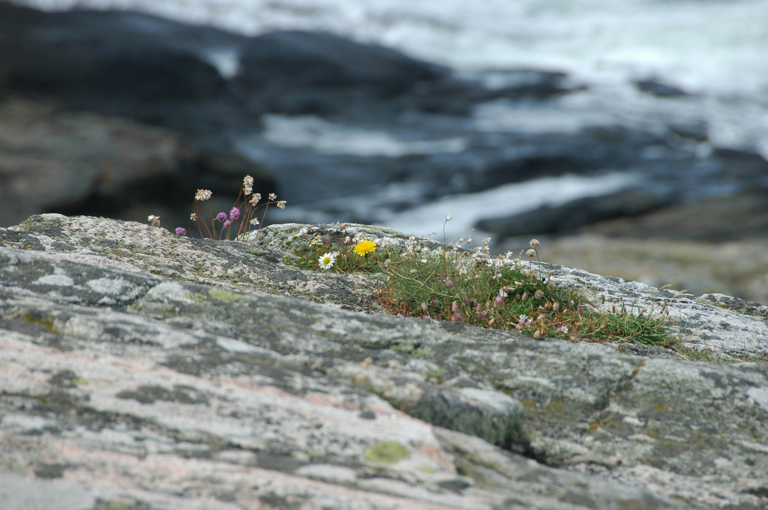 A small flower grows on a rocky cliff by the ocean photo – Free Flower ...