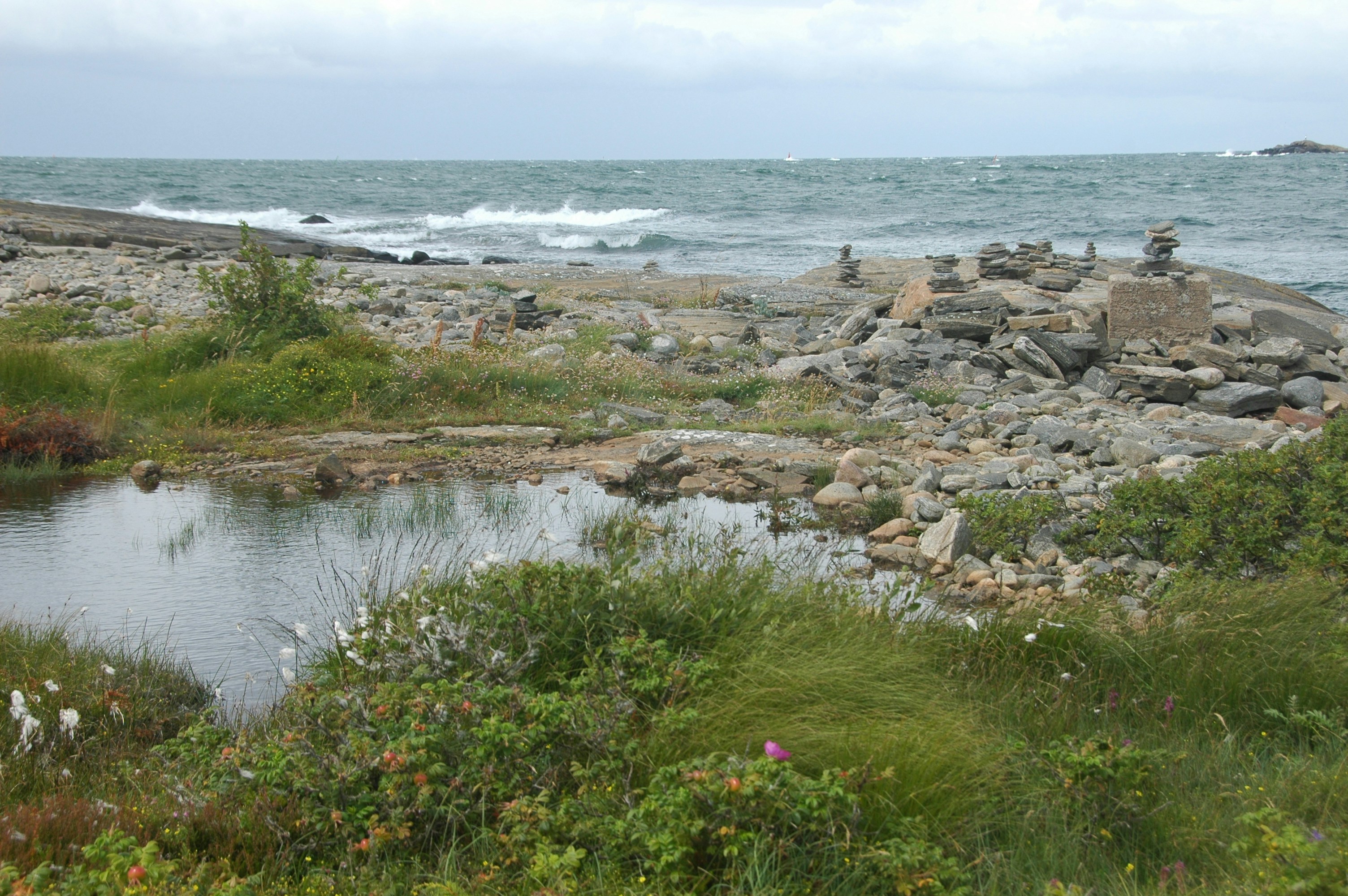 Pink Bloom at the Edge of the Sea: A Quiet Rocky Shore Meadow