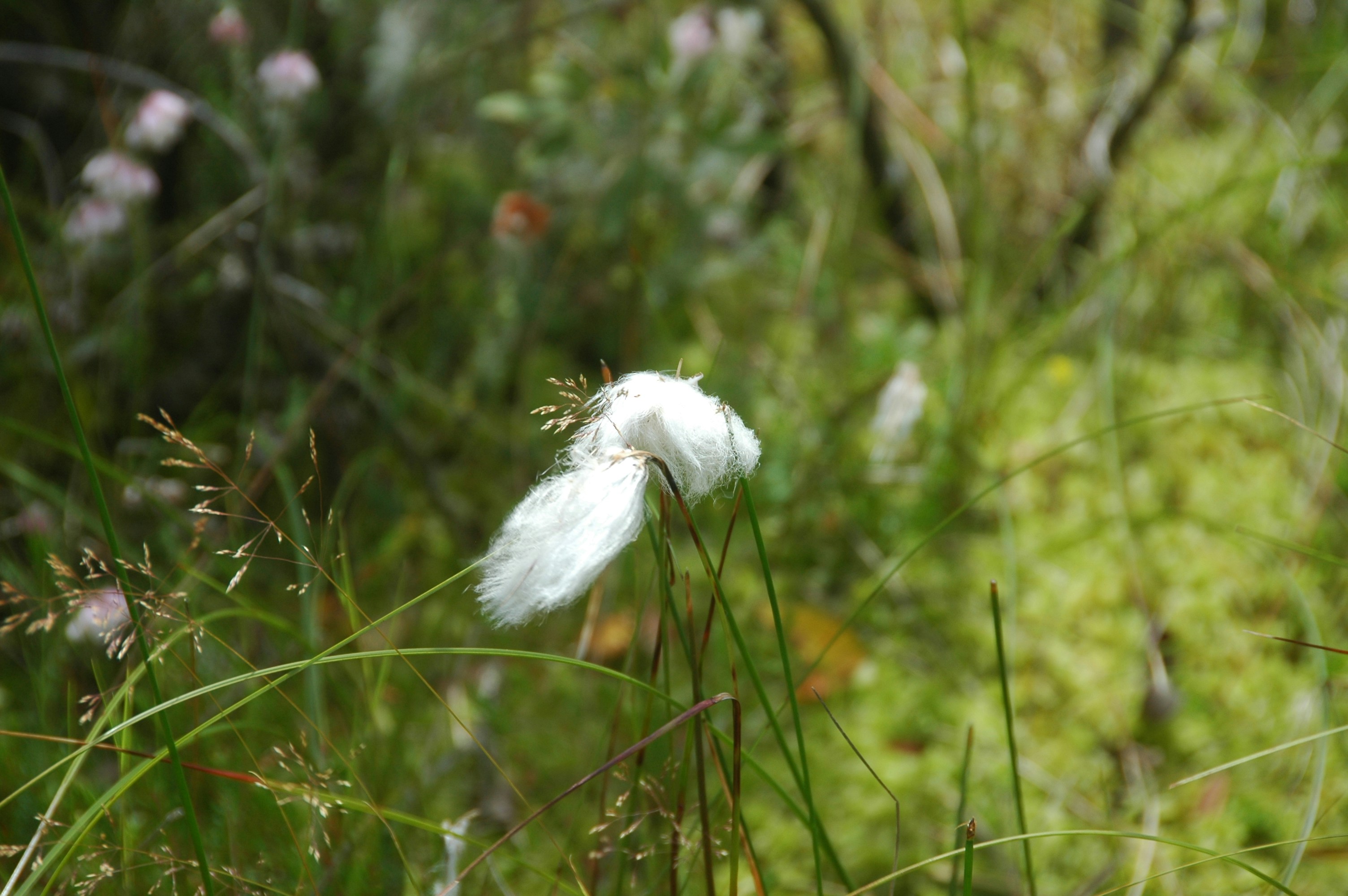 Cotton Grass Puff Adrift in a Sunlit Meadow