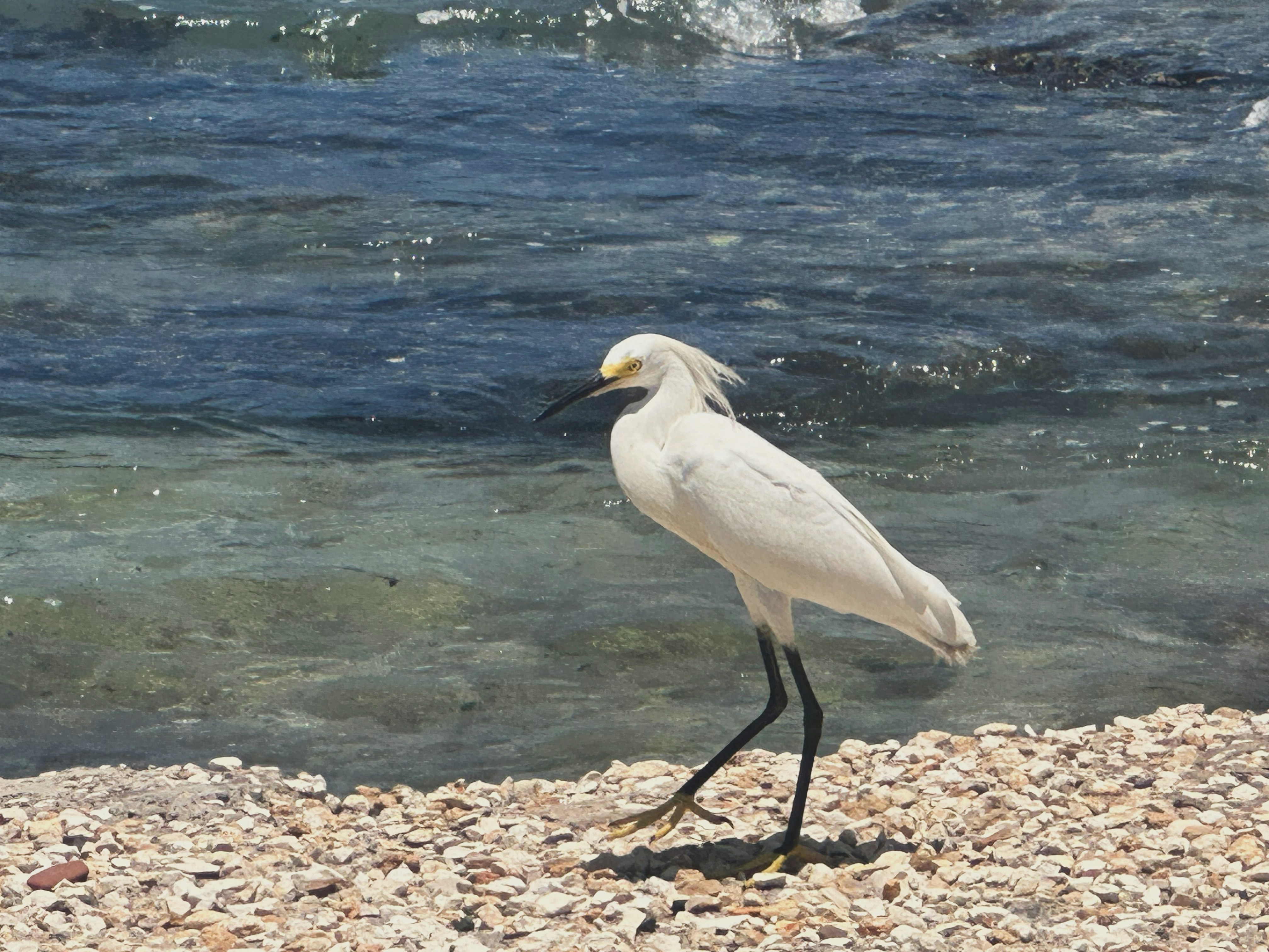 Pebble-Edge Egret: A Quiet Shore Stroll