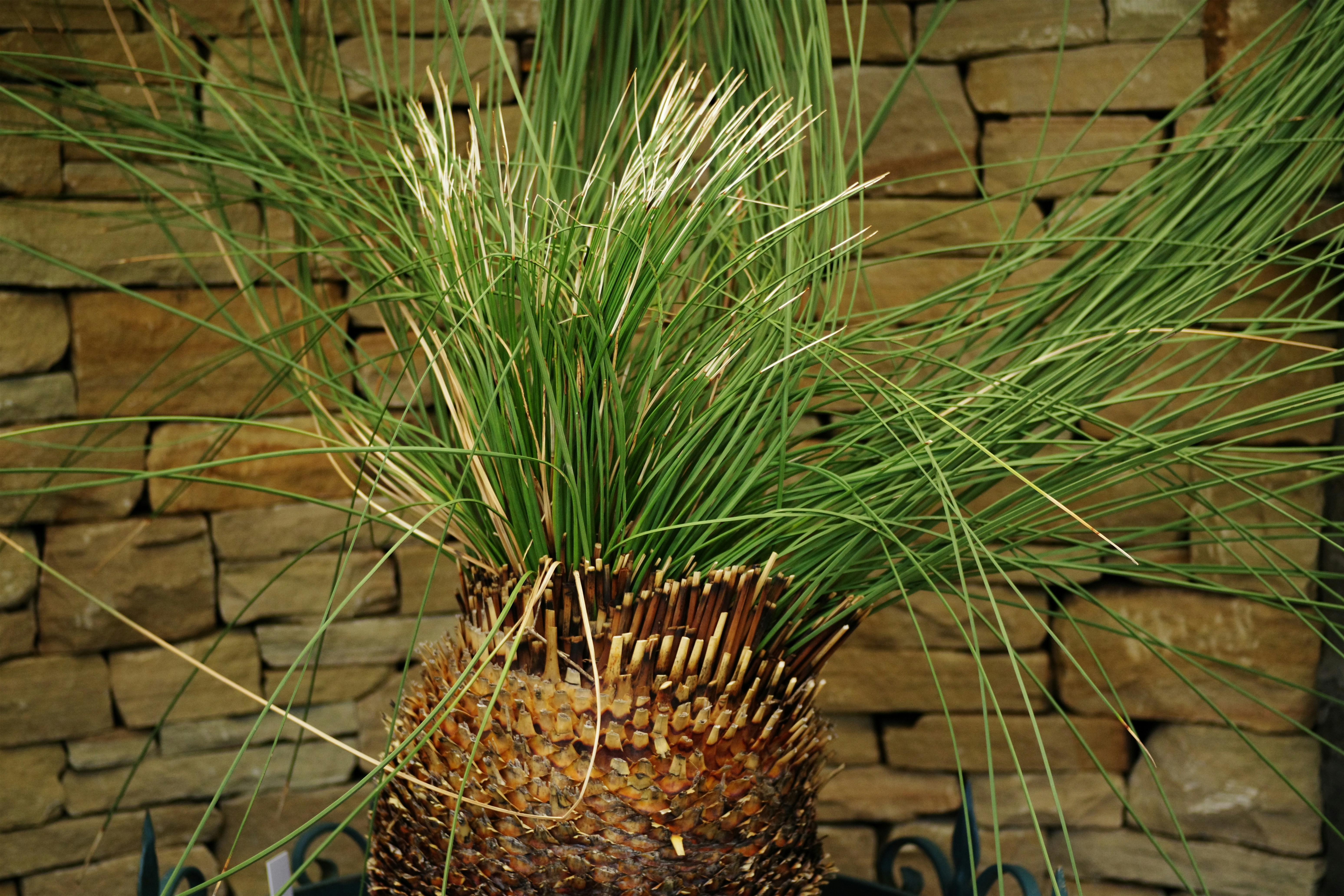 Tropical Crown: A Potted Yucca Emerges Against a Stone Backdrop
