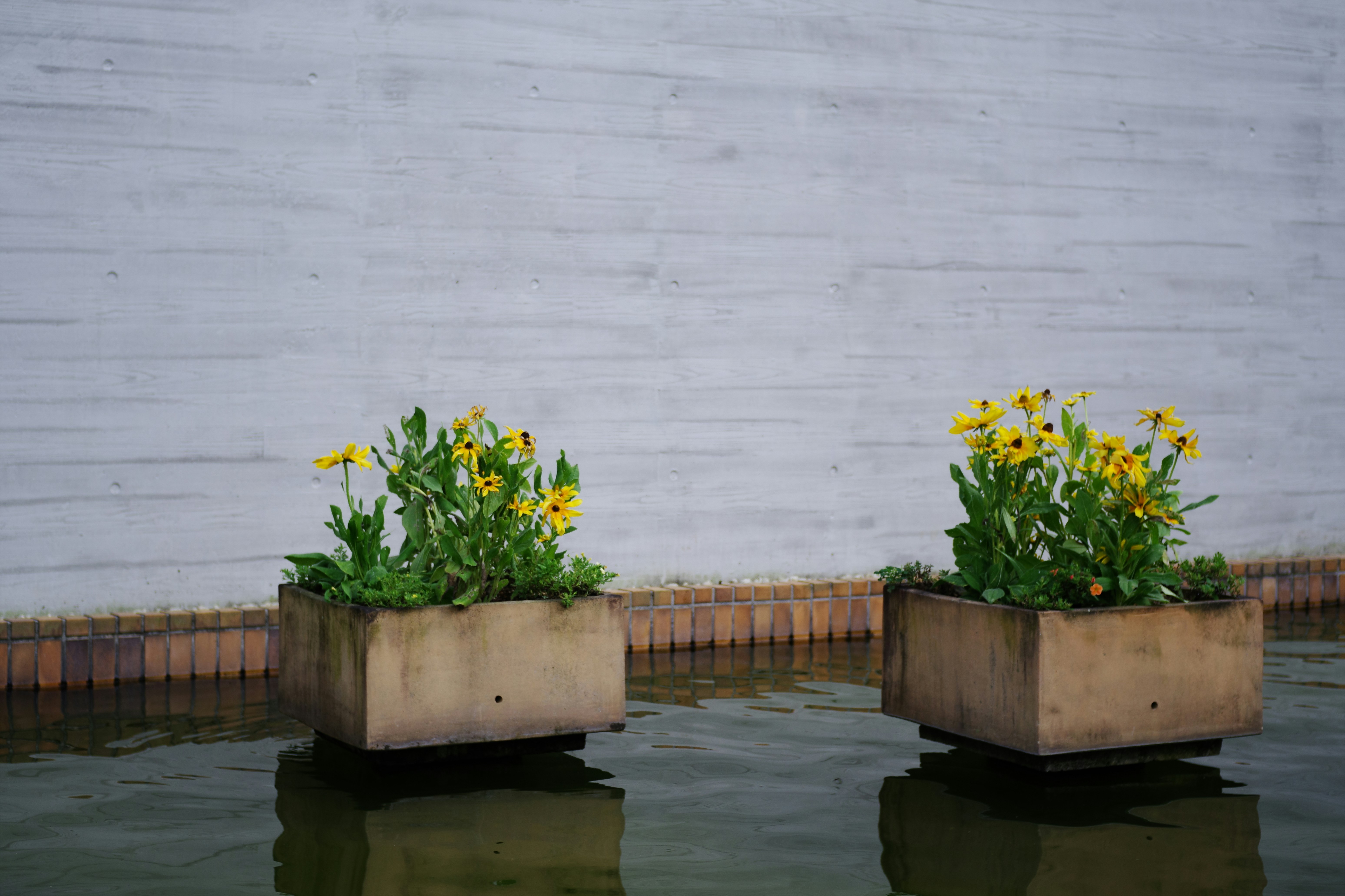 Twin concrete planters drift on a calm pool of water with yellow blooms