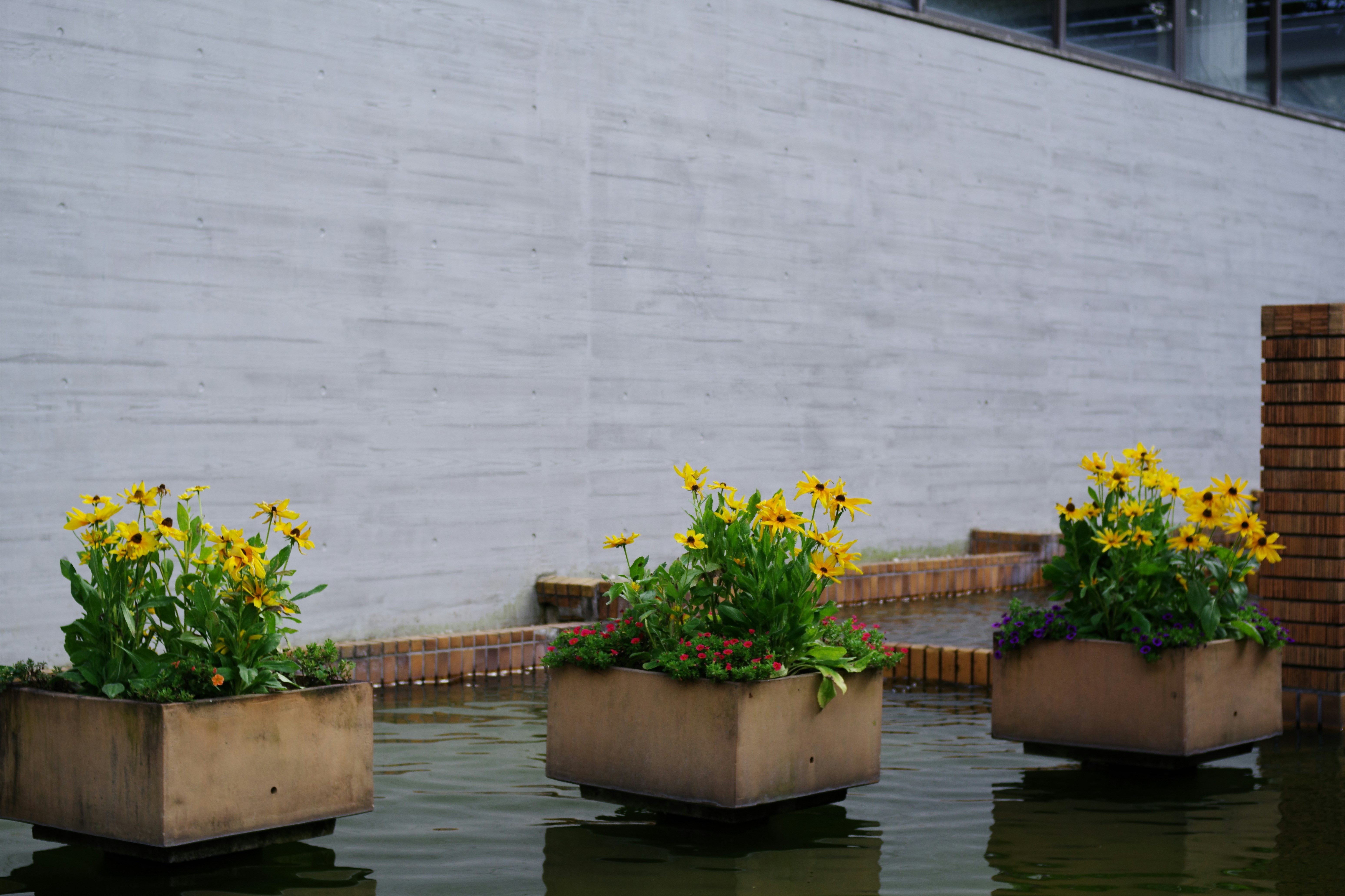 薔薇Rose Beautiful green and flower garden Beautiful and pretty flowers、新緑と美しい花が織りなす絶景 A superb view of fresh greenery and beautiful flowers