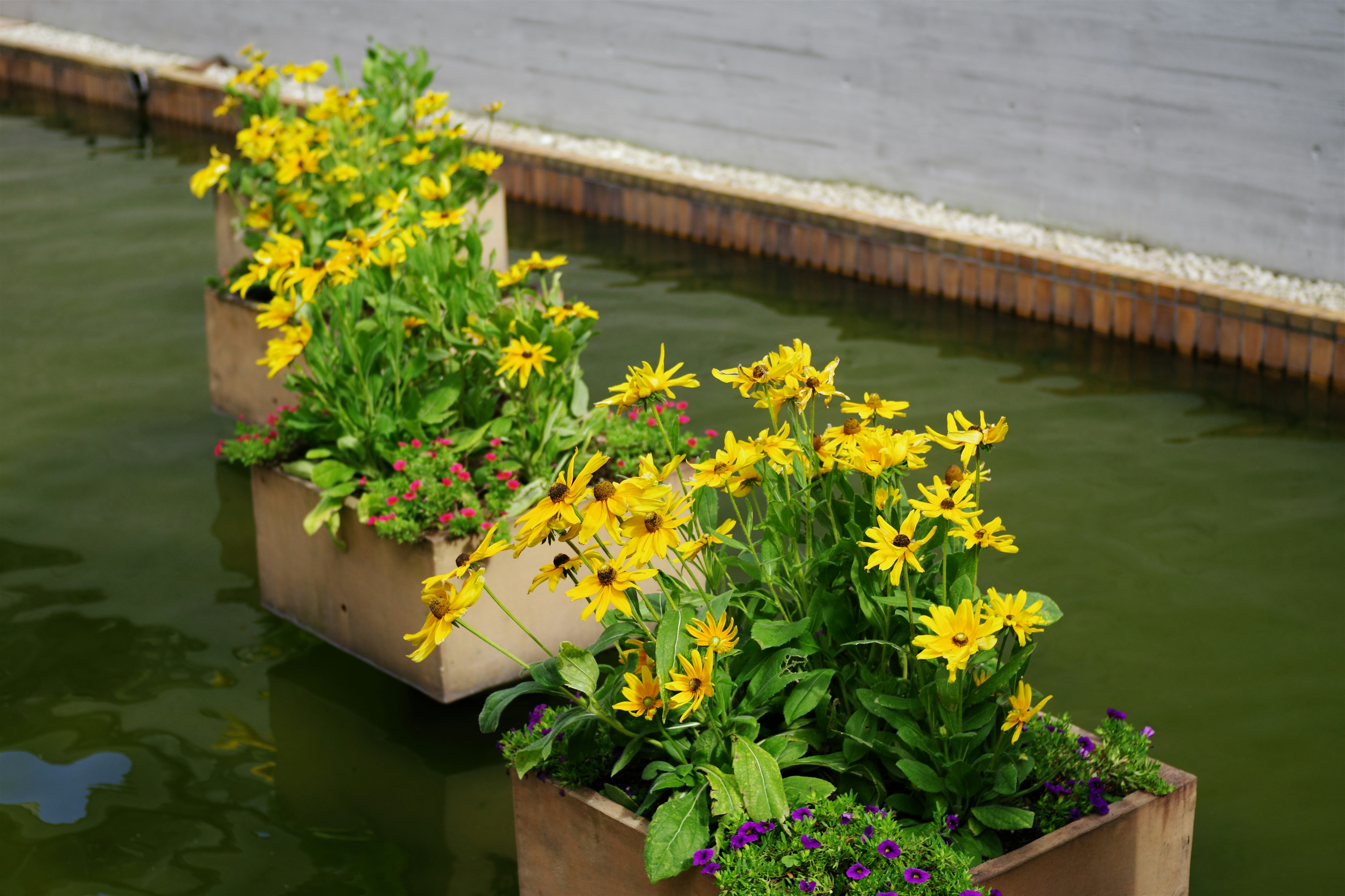 Sunlit Yellow Blooms Drift in Waterfront Planter Rows