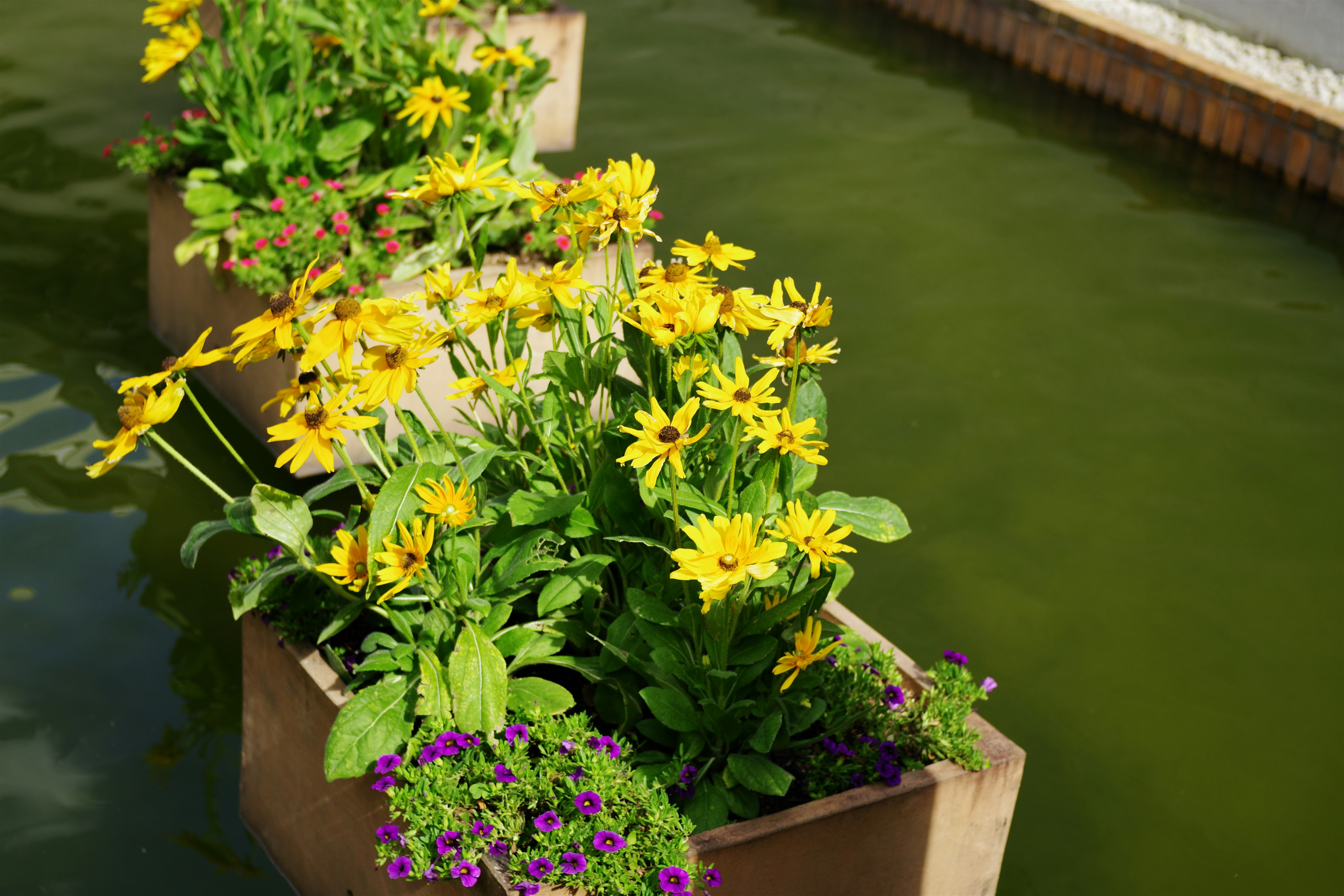 Canalside Blooms: Golden Daisies in Tiered Planters