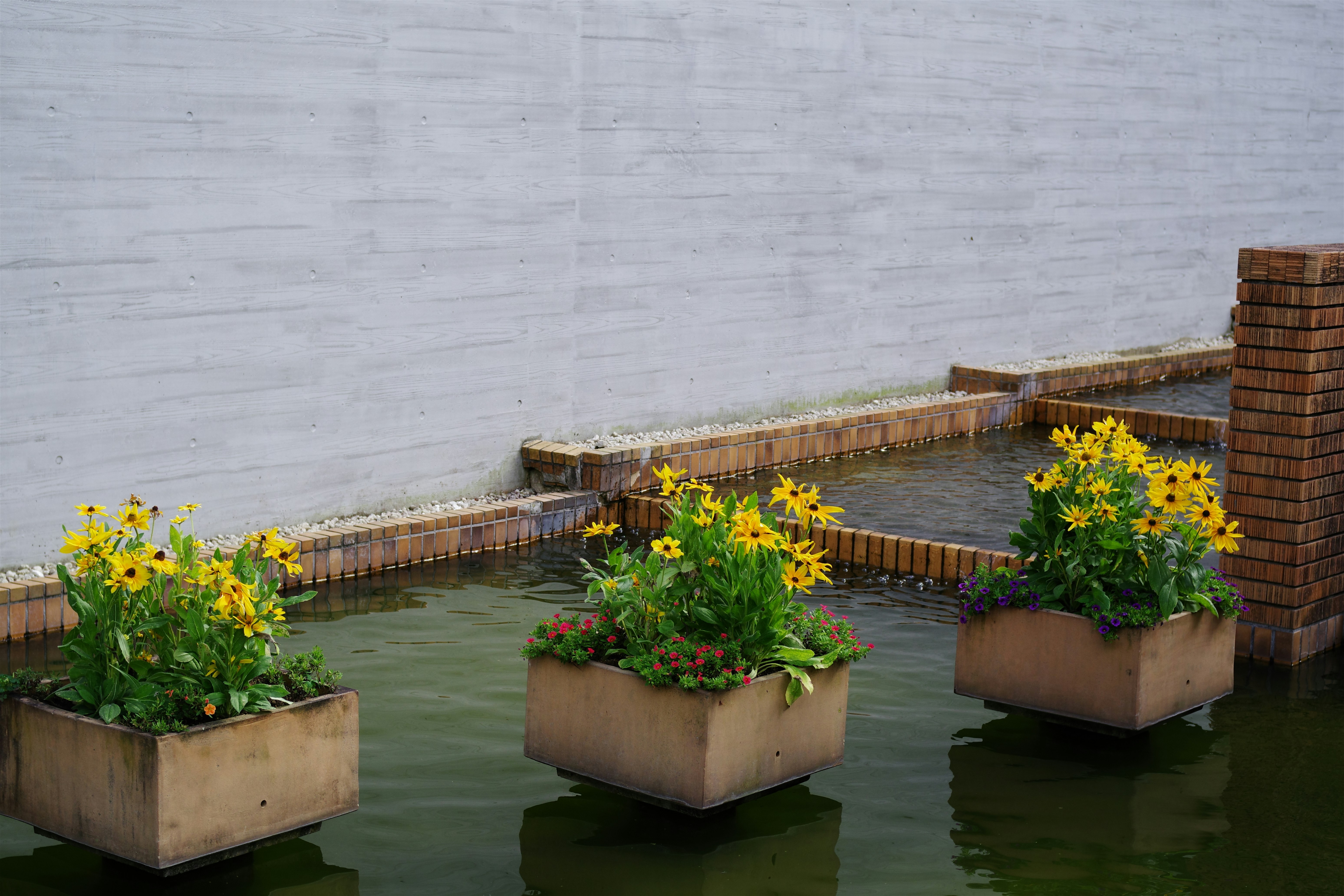 Floating Yellow Gardens: Triplet Planters on a Quiet Pool Stage