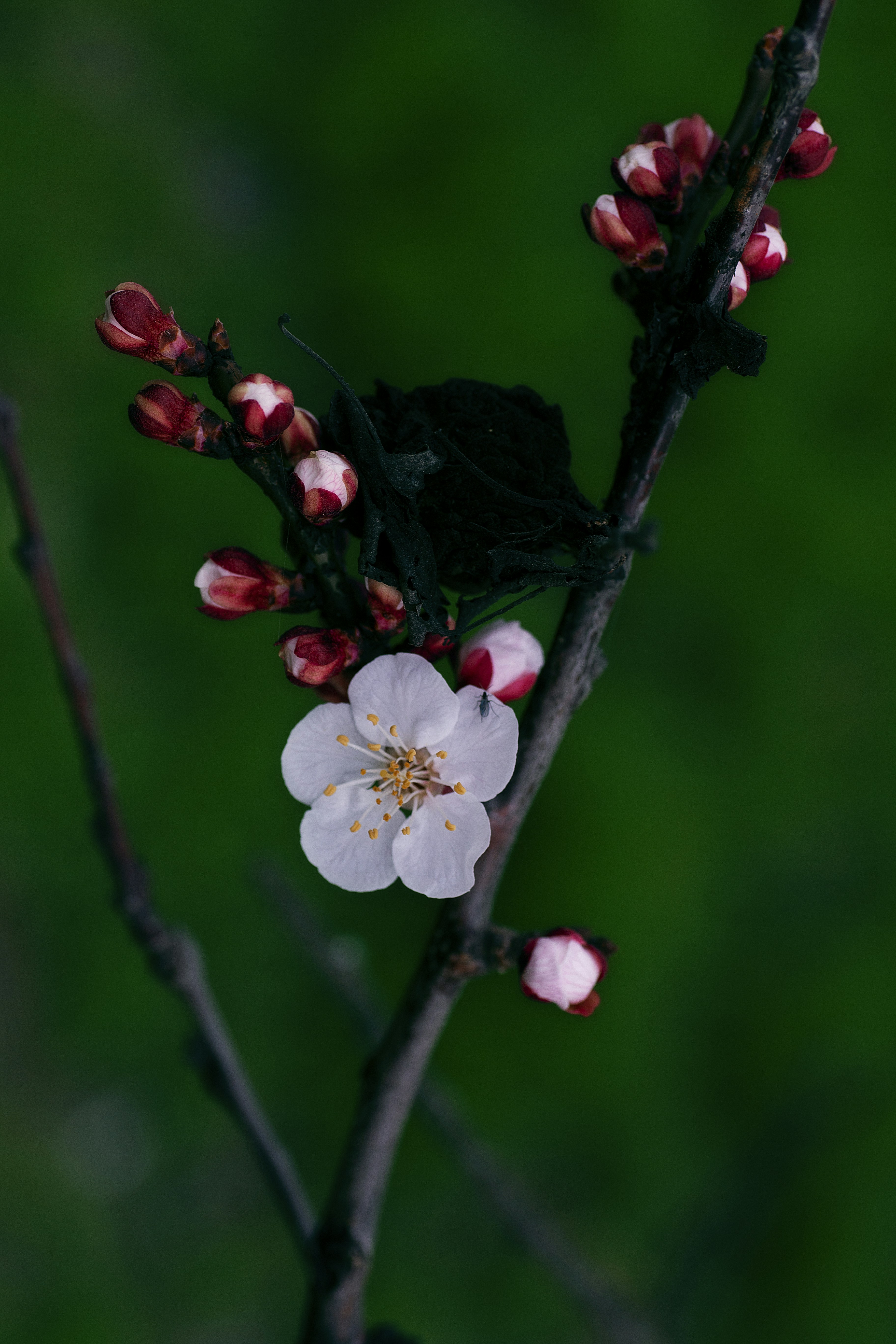 Photo by Yana Gorbunova with Canon EOS 6D