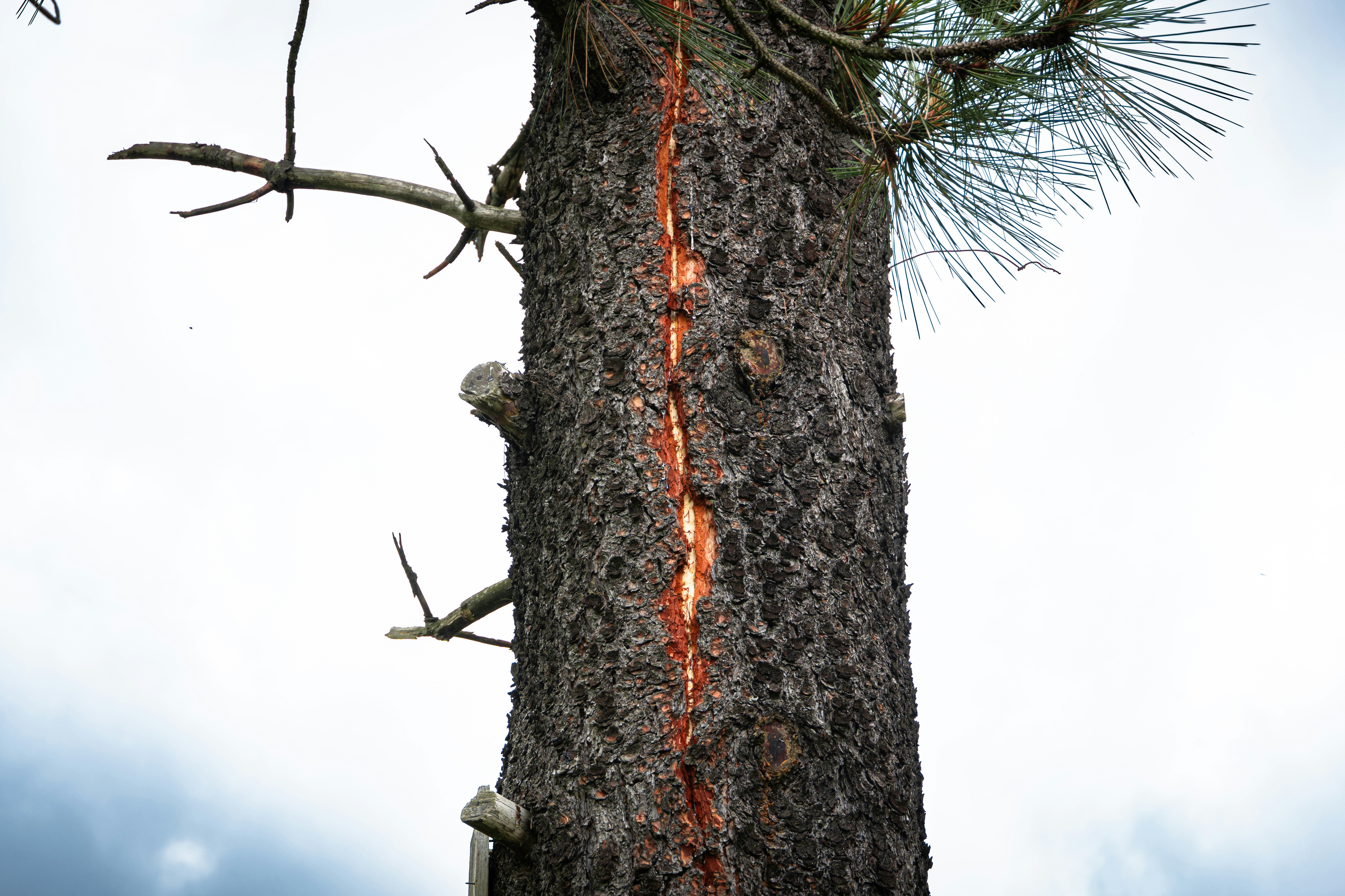 A tree that has a red line on it photo – Free Splintered tree Image on ...
