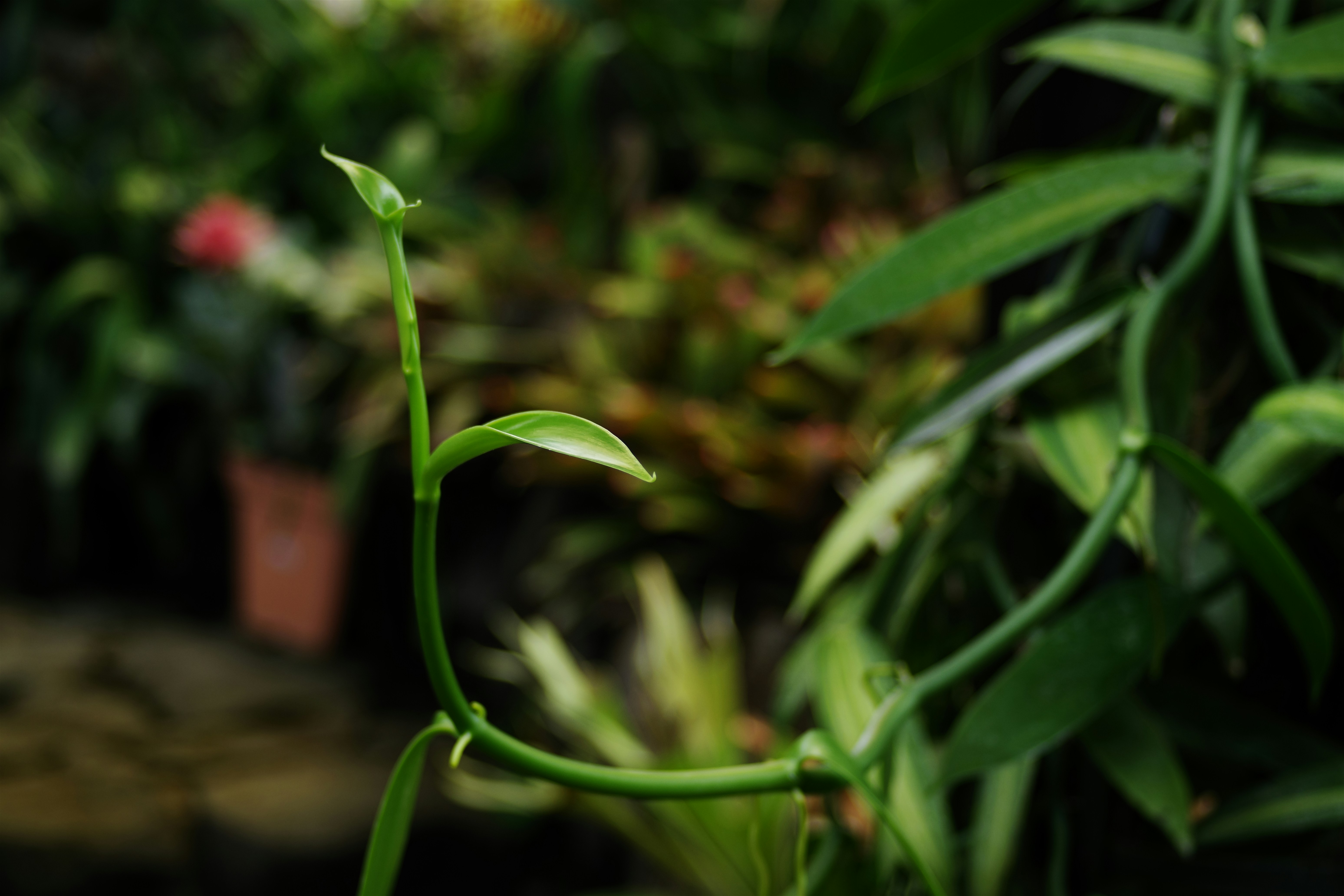 薔薇Rose Beautiful green and flower garden Beautiful and pretty flowers、新緑と美しい花が織りなす絶景 A superb view of fresh greenery and beautiful flowers