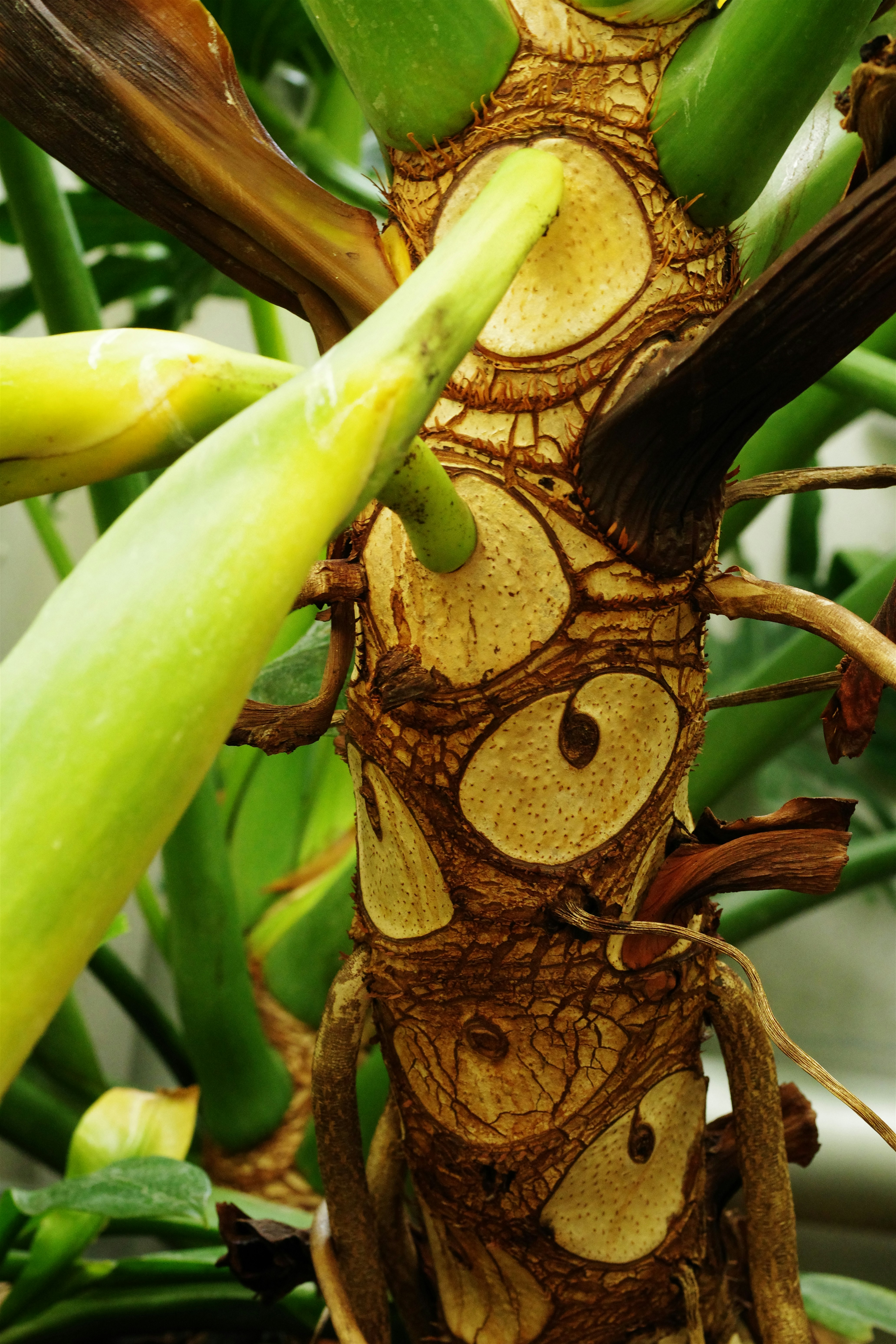 Circular scars and new green shoots: a macro portrait of a tropical trunk