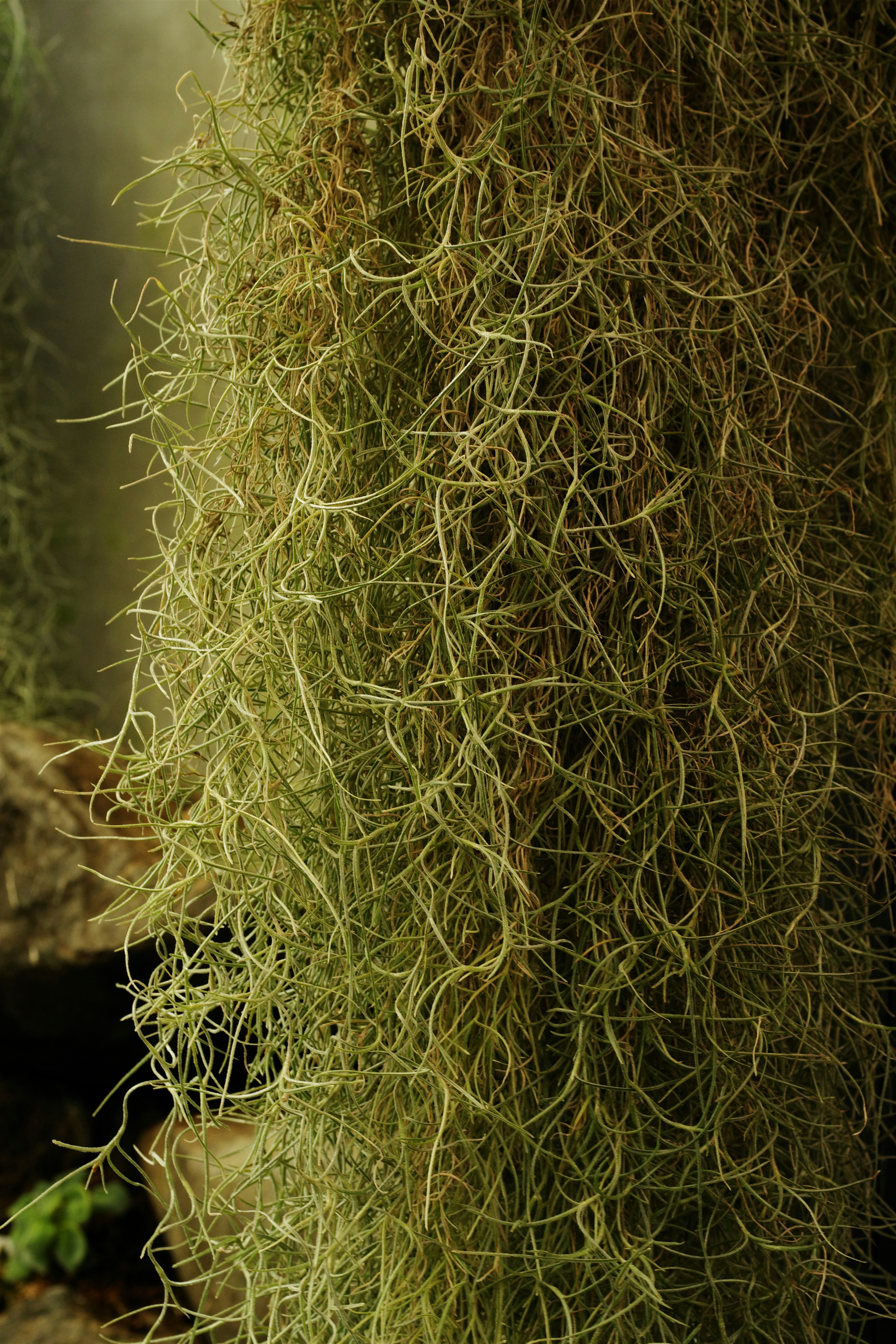 Tangle of Spanish Moss Draped Over a Trunk