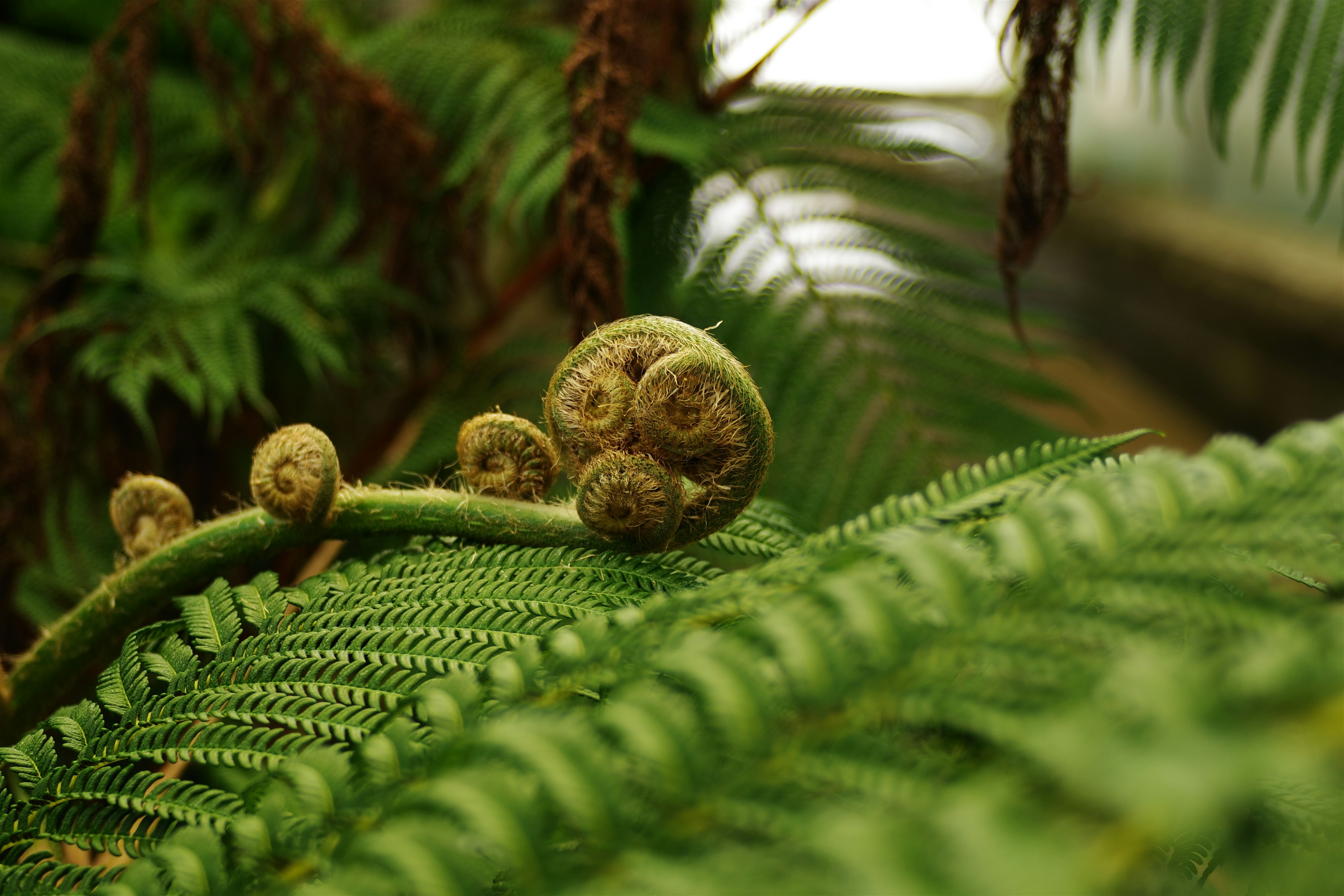 A group of small snails crawling on a fern leaf photo – Free 新緑と美しい花々の ...