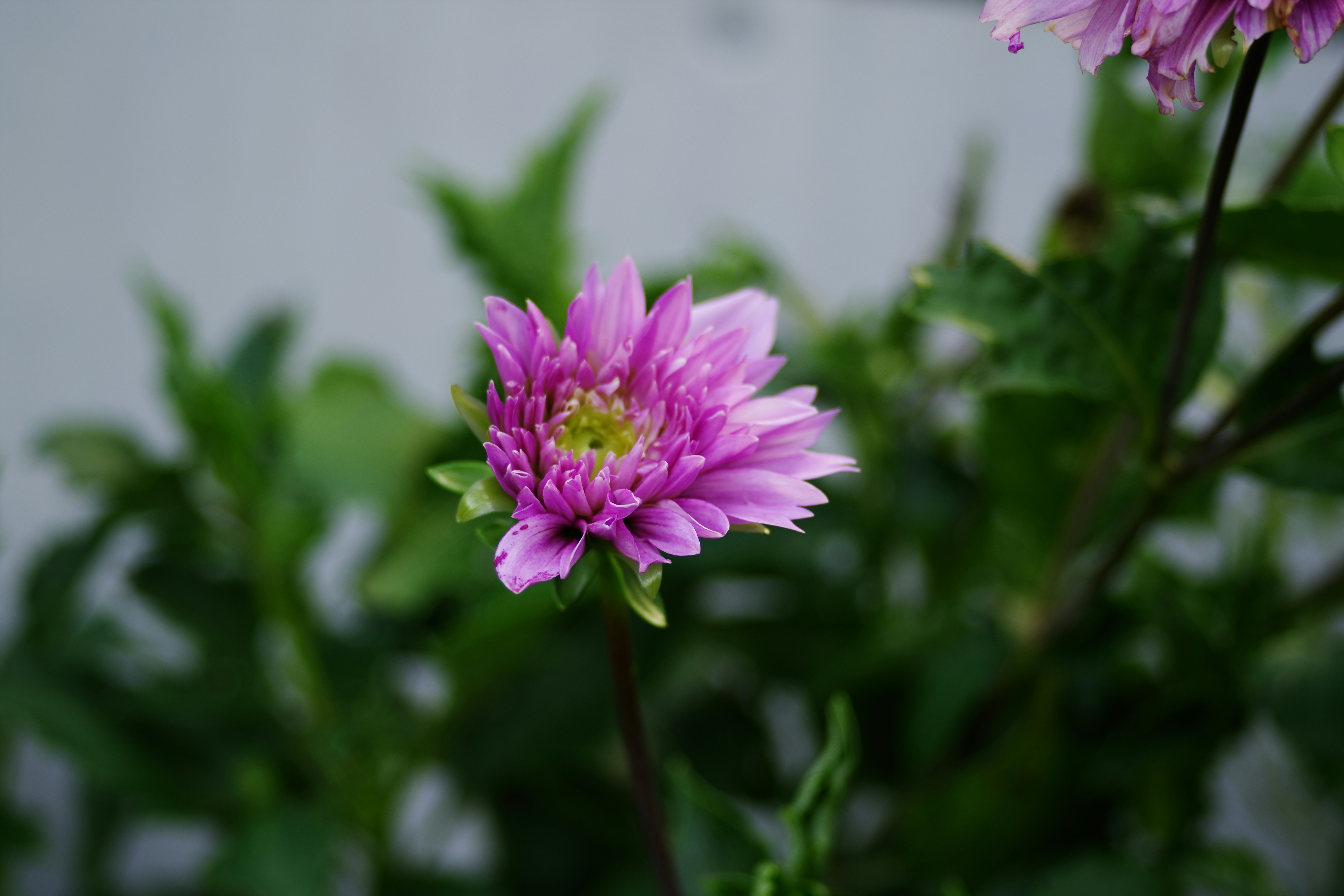 Dahlia in Focus: Pink Bloom Anchored in a Soft Garden Blur