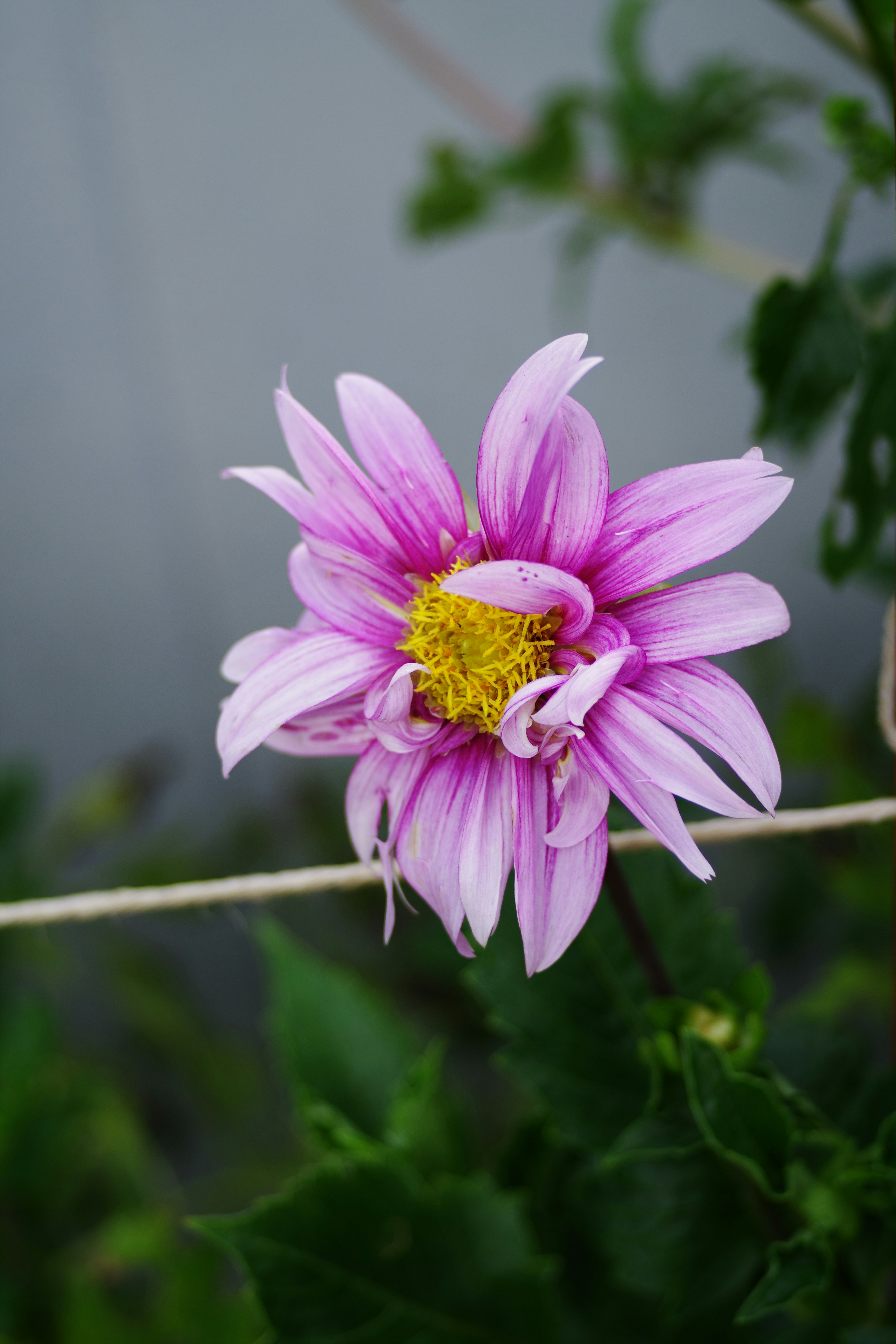 Pink Dahlia in Focus: Golden Heart Framed by a Soft Garden Backdrop