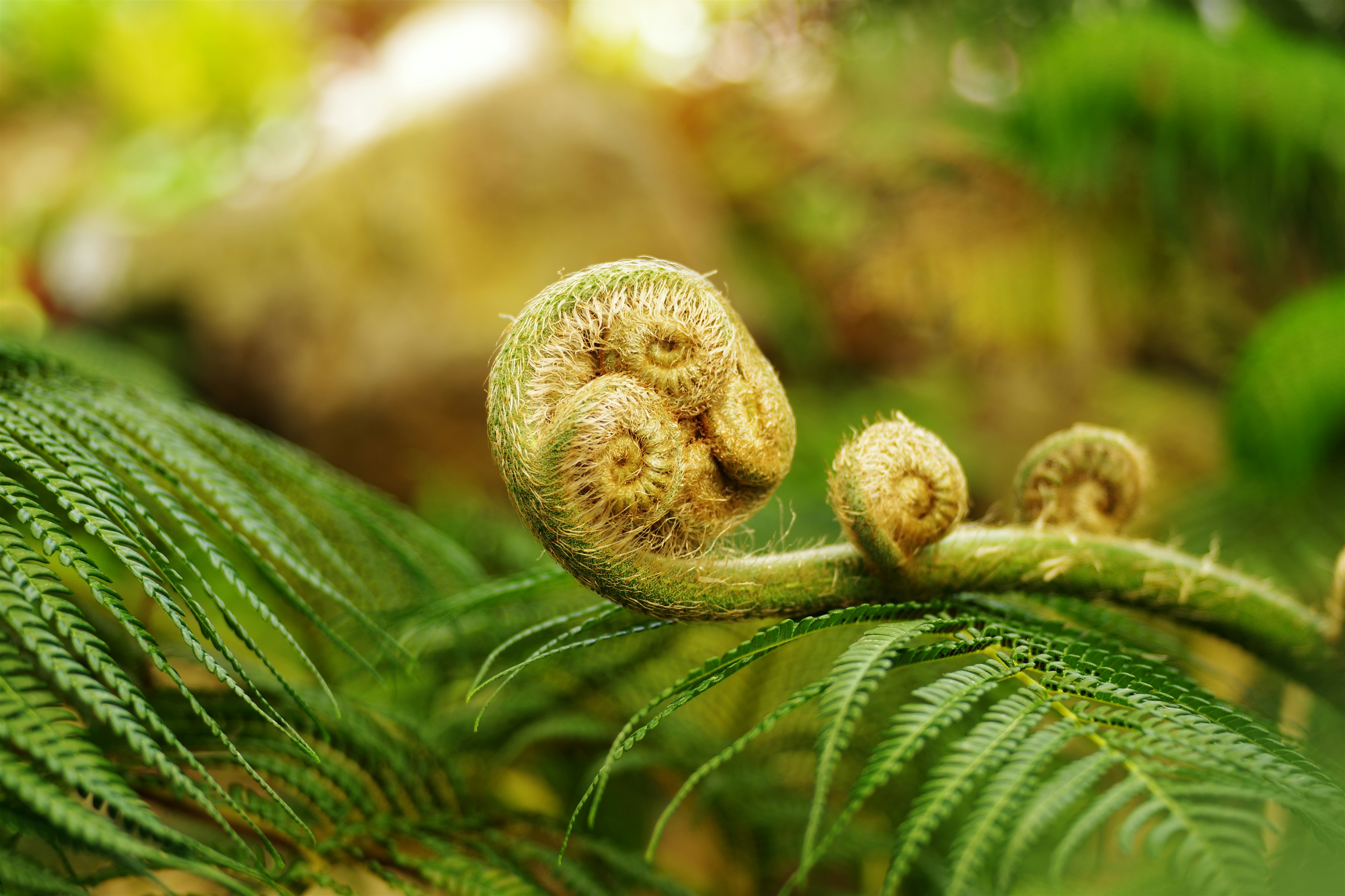 Spiral Fiddleheads: A Quiet Close-Up Through Velvet Ferns