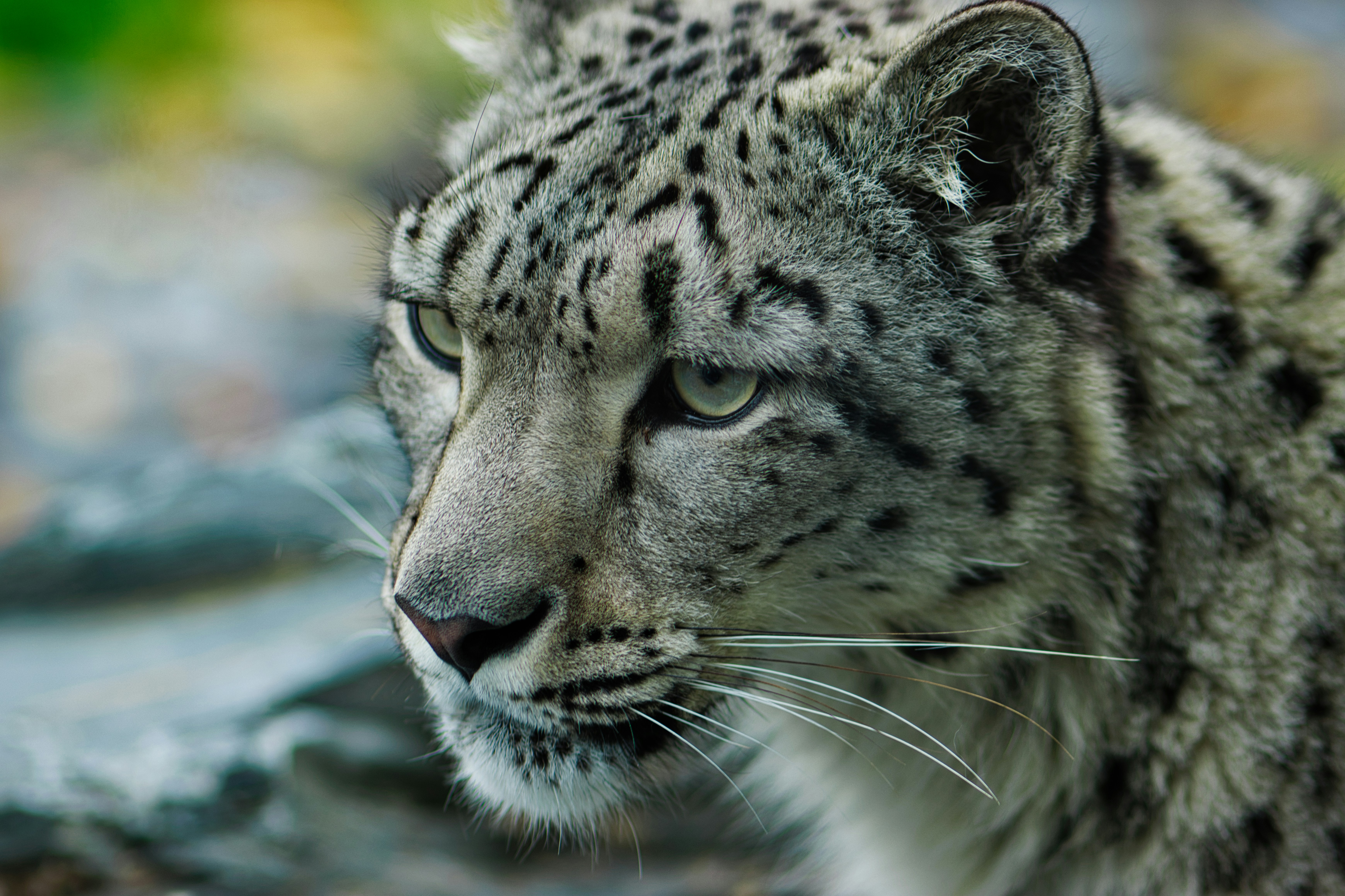 A close up of a snow leopard near a body of water photo – Free Animal ...
