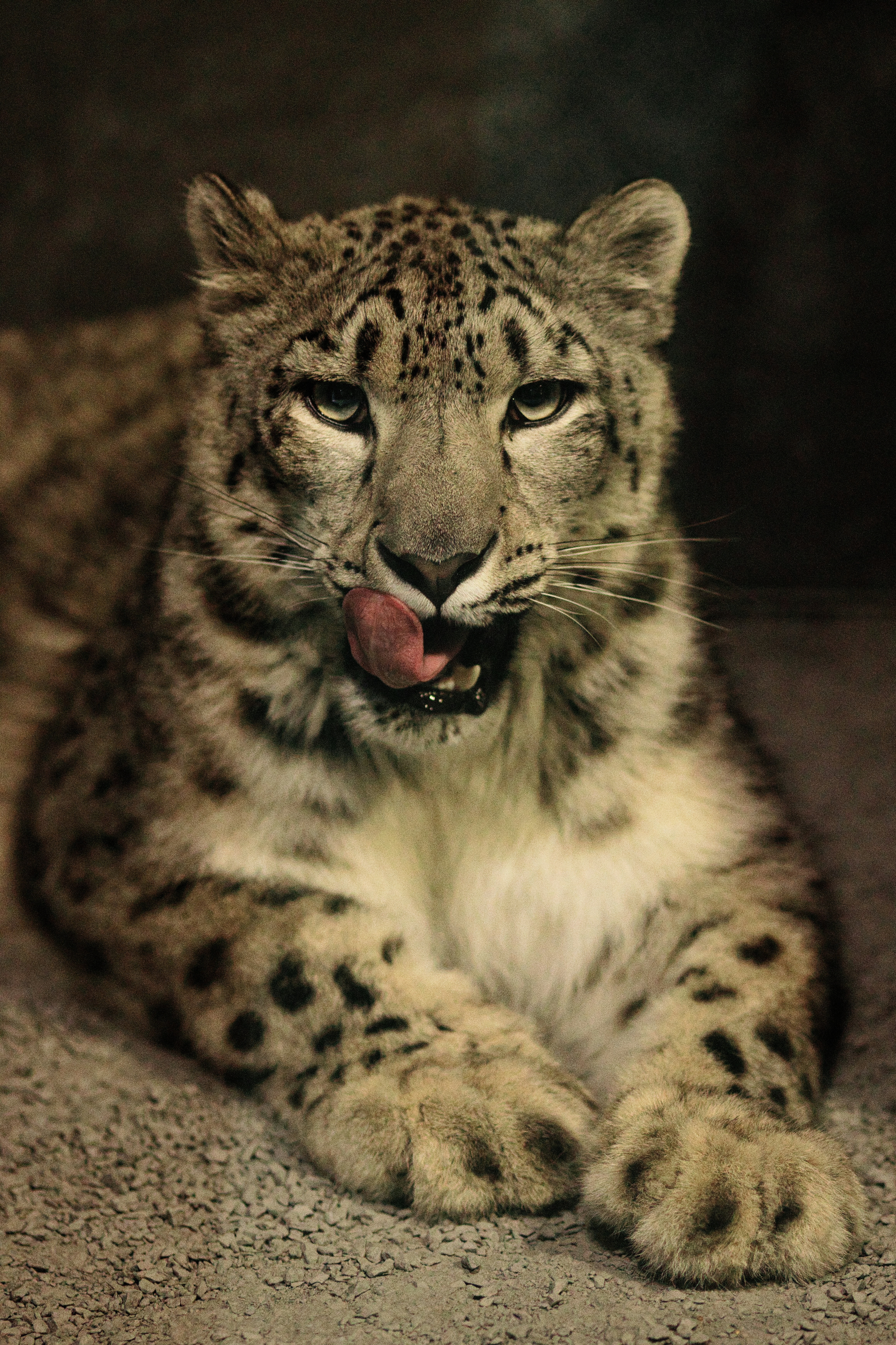 A close up of a snow leopard laying on the ground photo – Free Animal ...