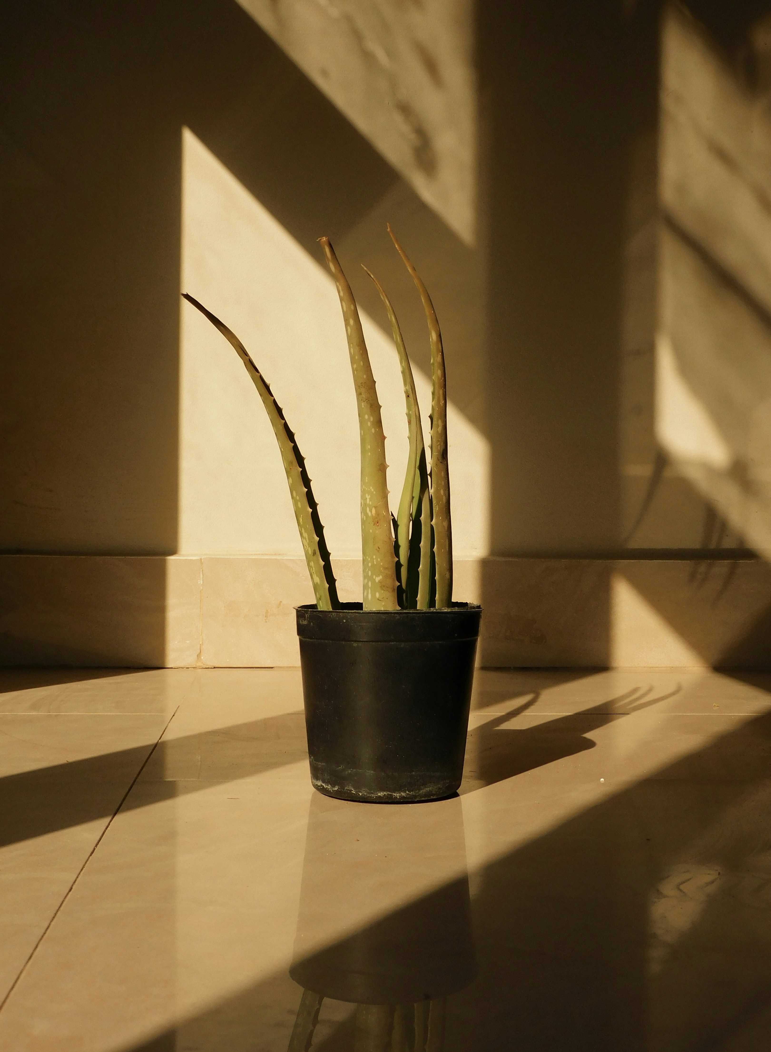 Aloe vera plant in a black pot casts long shadows on a marble floor, illuminated by soft sunlight.