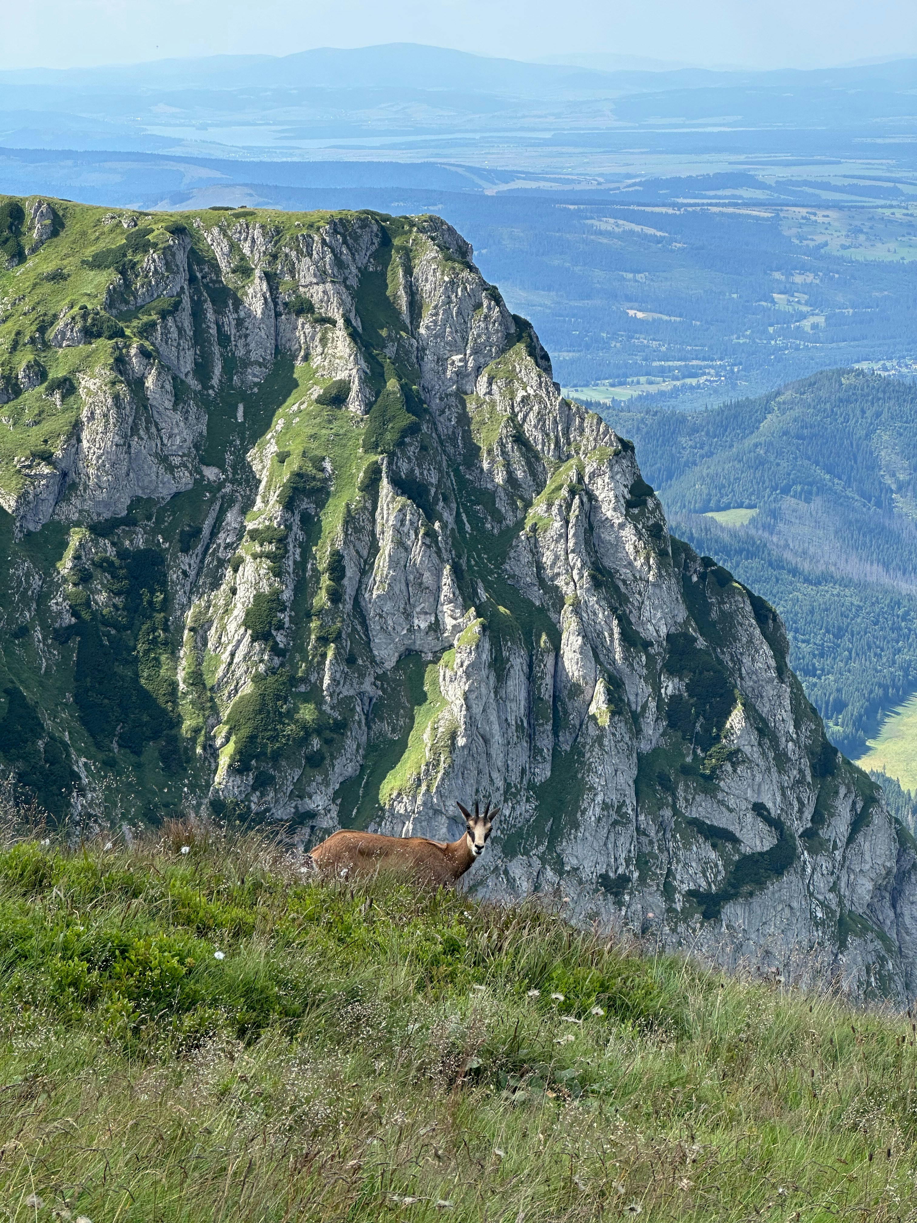 Ridgewatcher: A lone chamois on a grassy ledge beneath towering cliffs