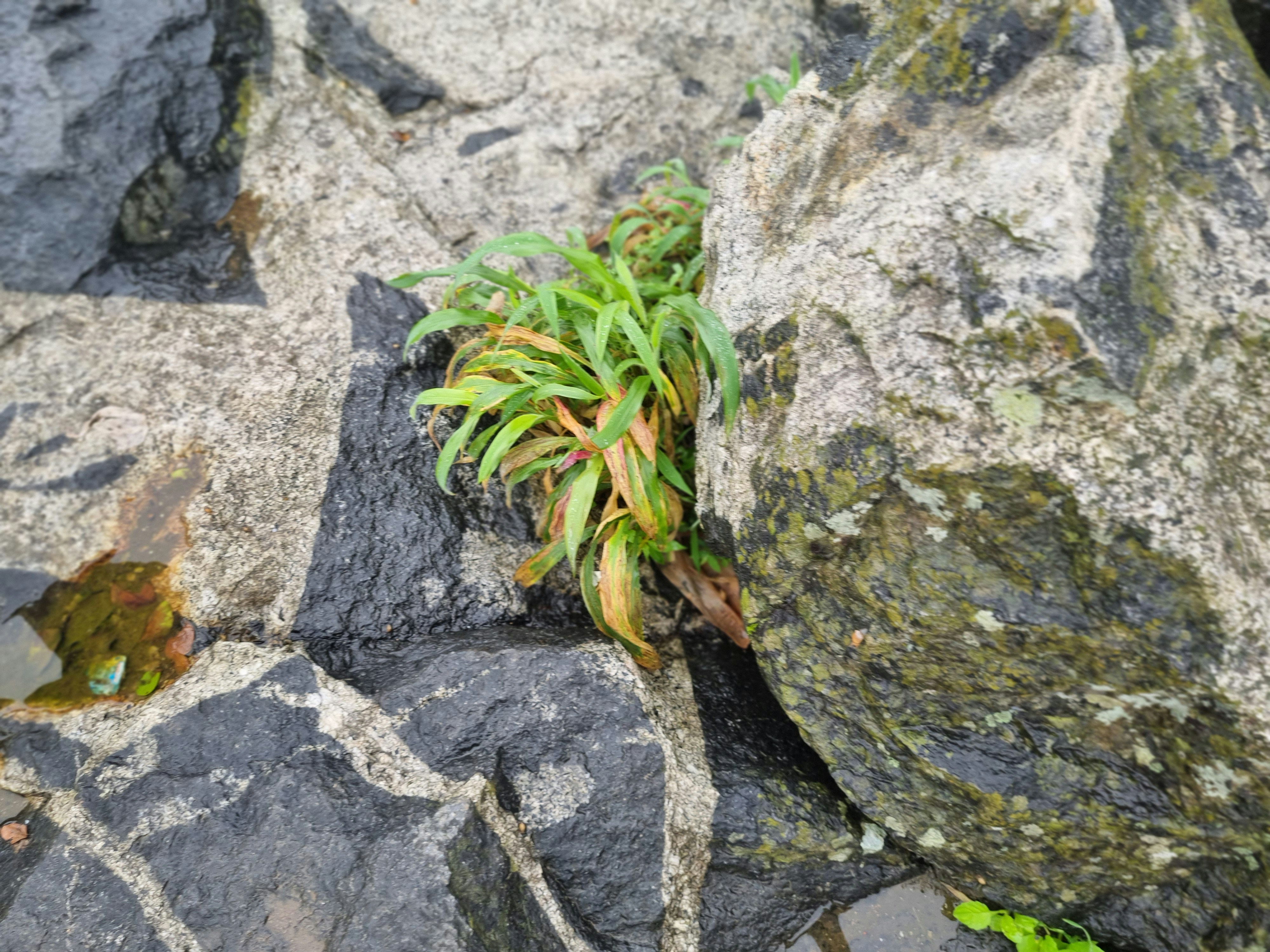 Emerald in the Cracks: a Tiny Plant Rising Between Jagged Rocks