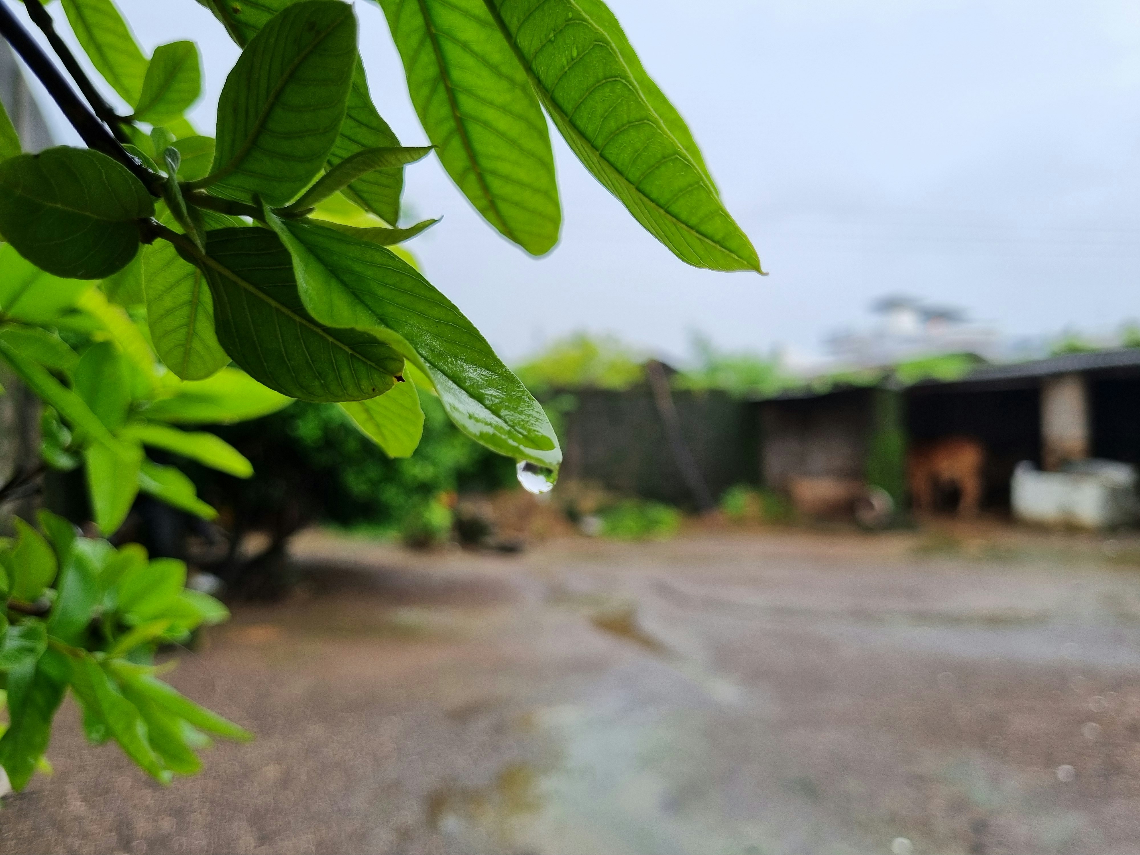 Green Droplet at the Edge of a Farmyard