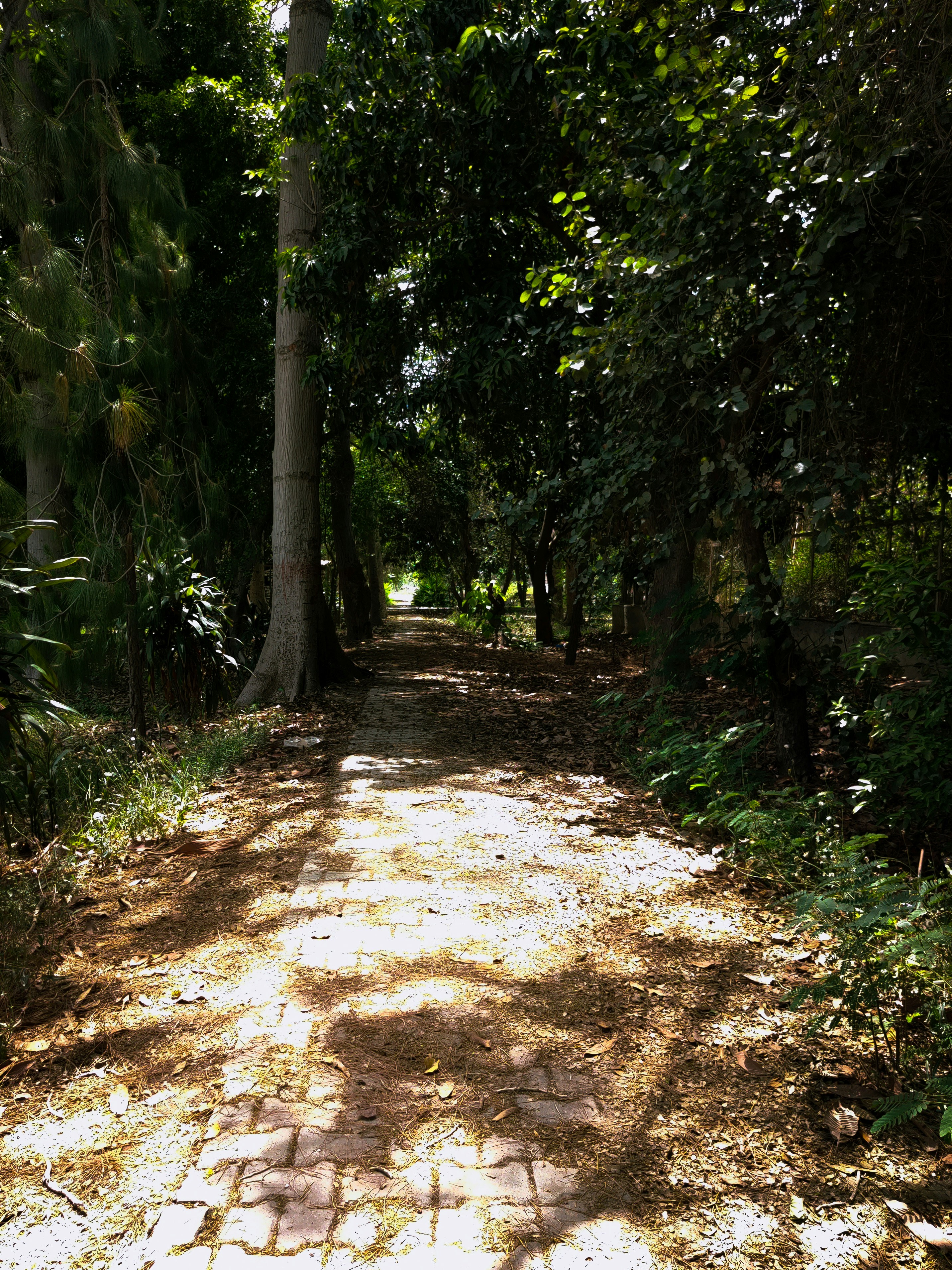 Photo by M Asim with OnePlus 8