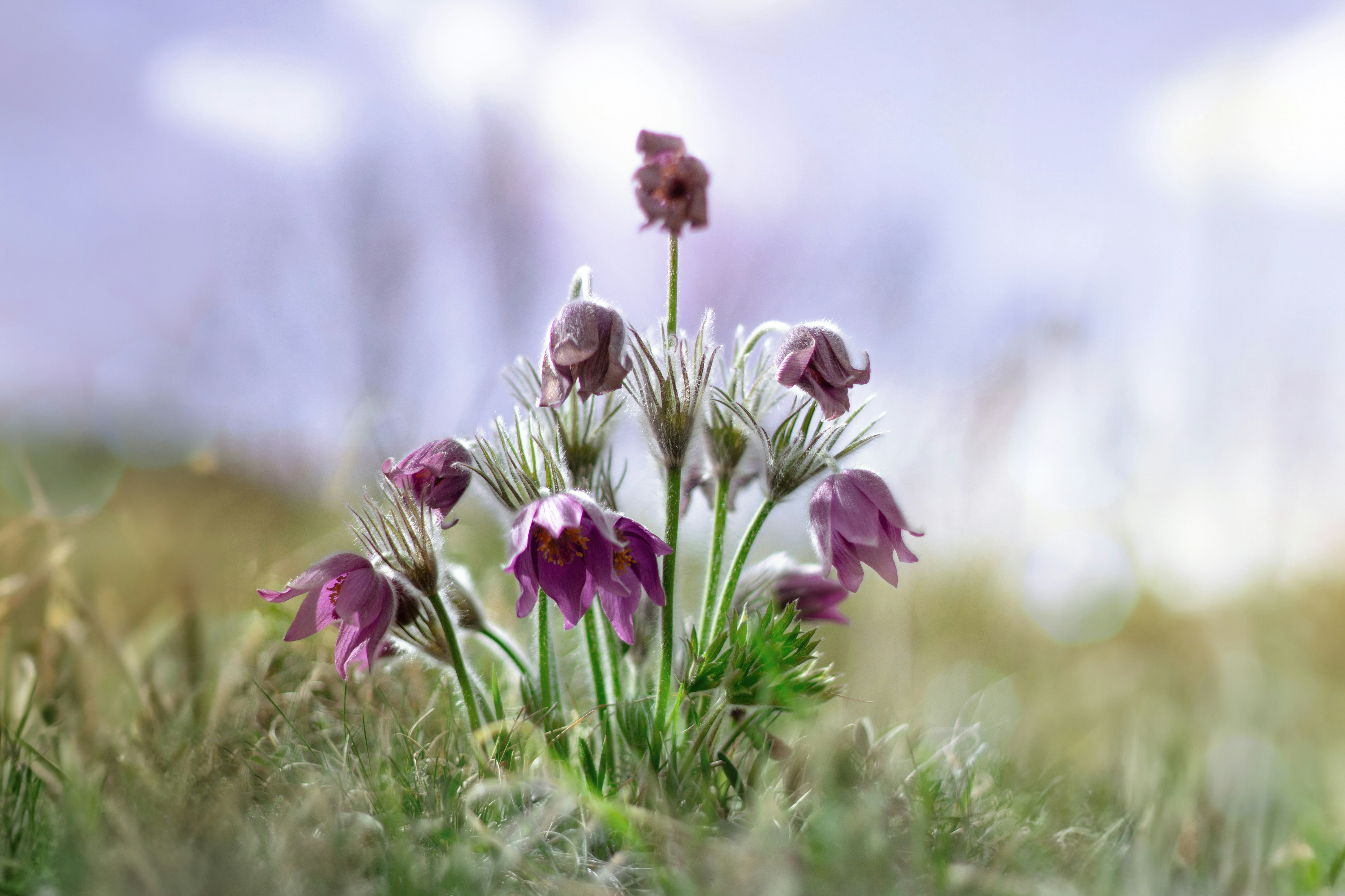 A bunch of flowers that are in the grass photo – Free České středohoří ...
