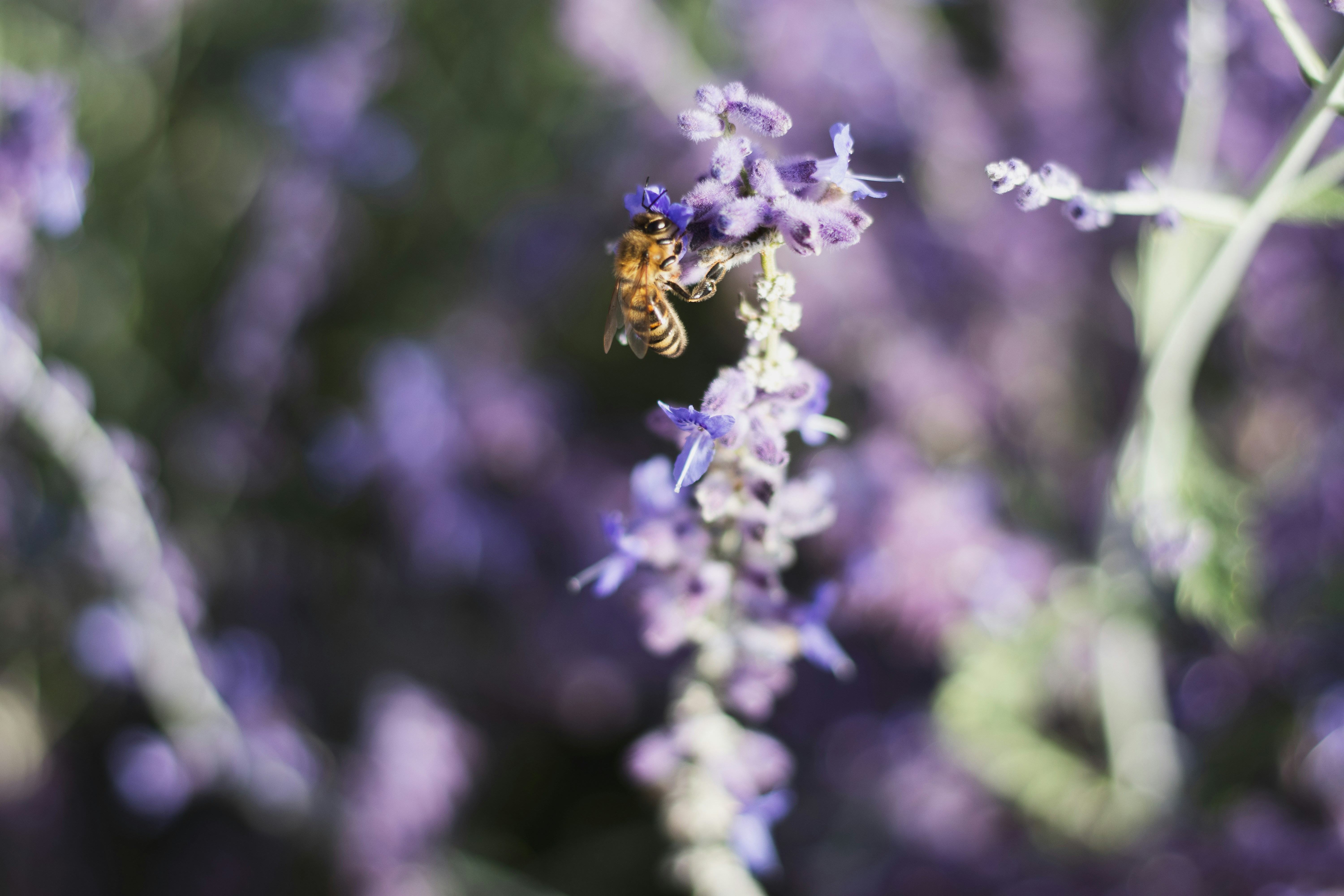 Detail of beautiful summer lavender and bees sitting on it