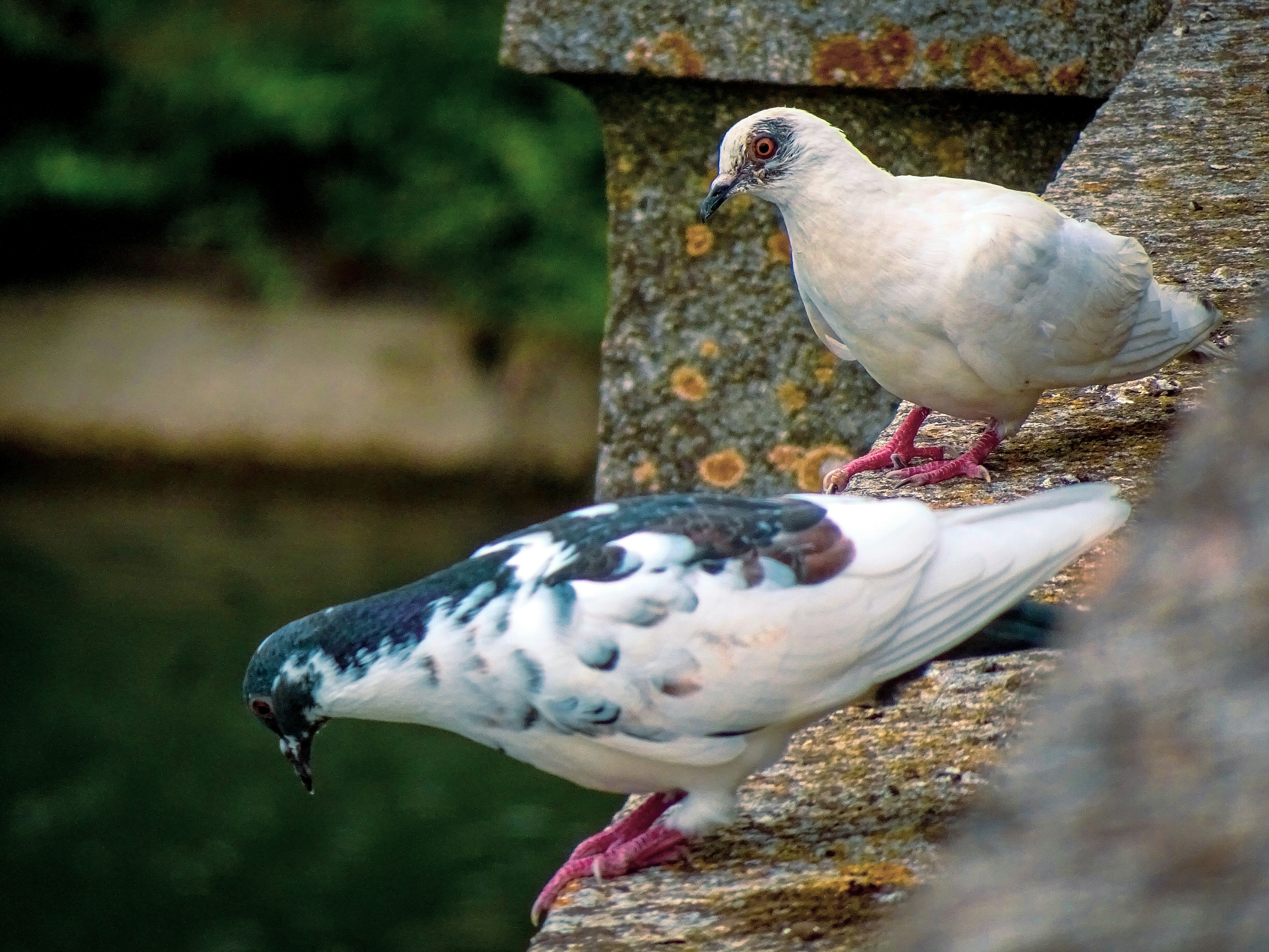Mossy Ledge Duo: Pigeons Perched Beside a Tranquil Waterway