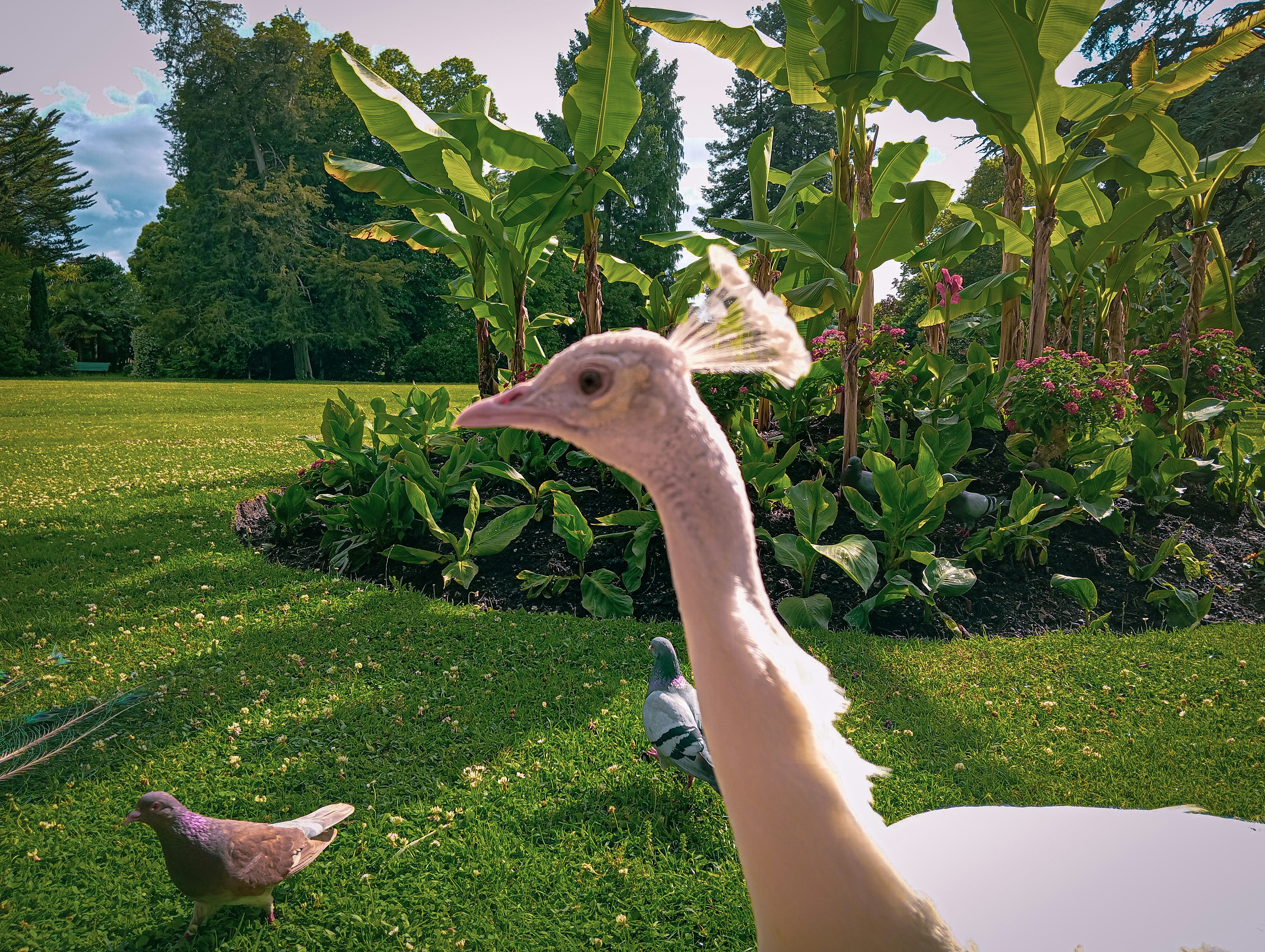White bird with elegant plumage standing on vibrant green grass, surrounded by lush foliage under a clear sky.