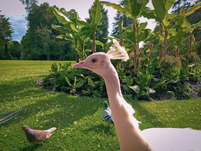 Graceful Encounter in Lush Garden
