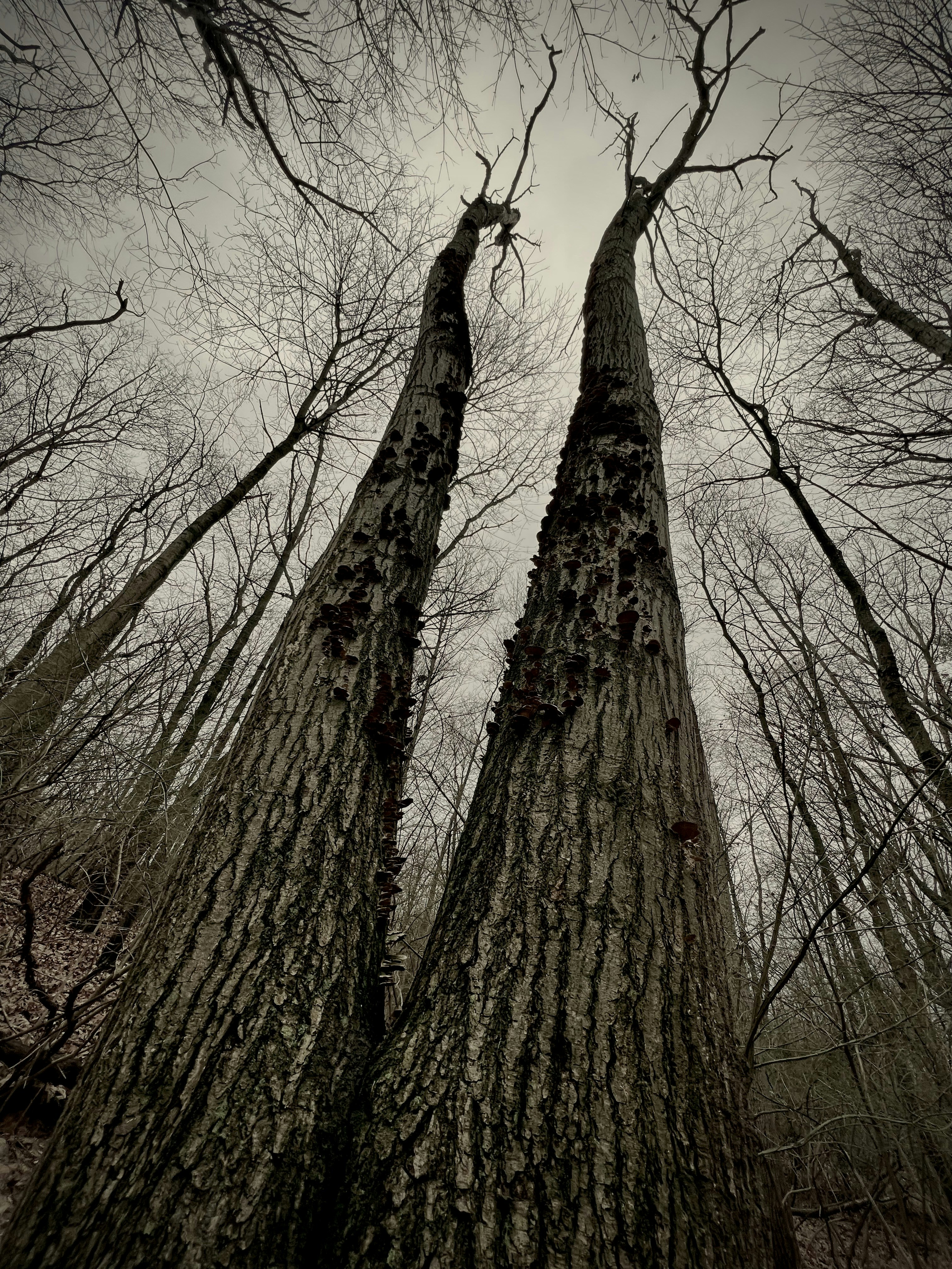 Two tall trees standing in the middle of a forest photo – Free Forest ...