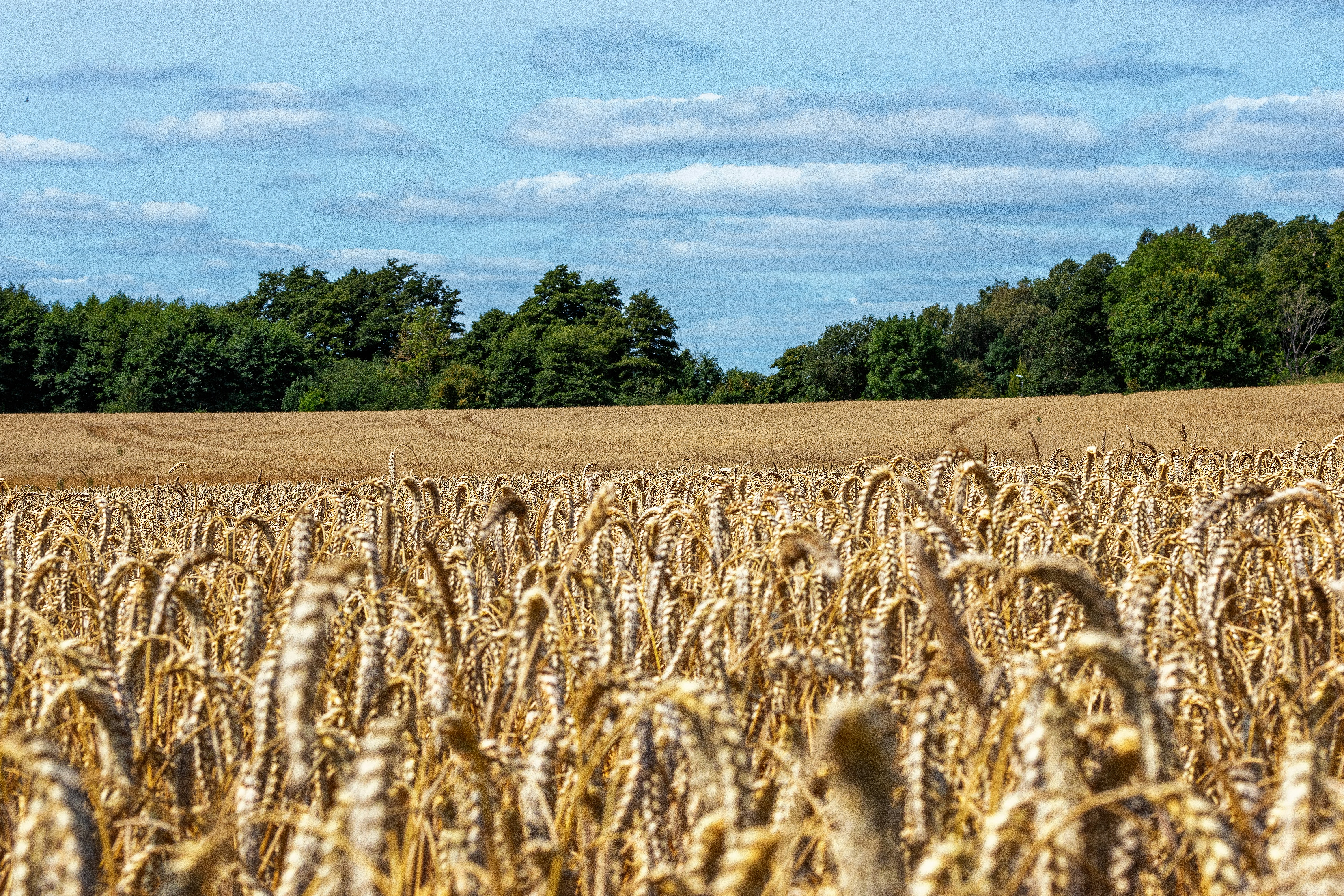 A field of wheat with trees in the background photo – Free Sweden Image ...