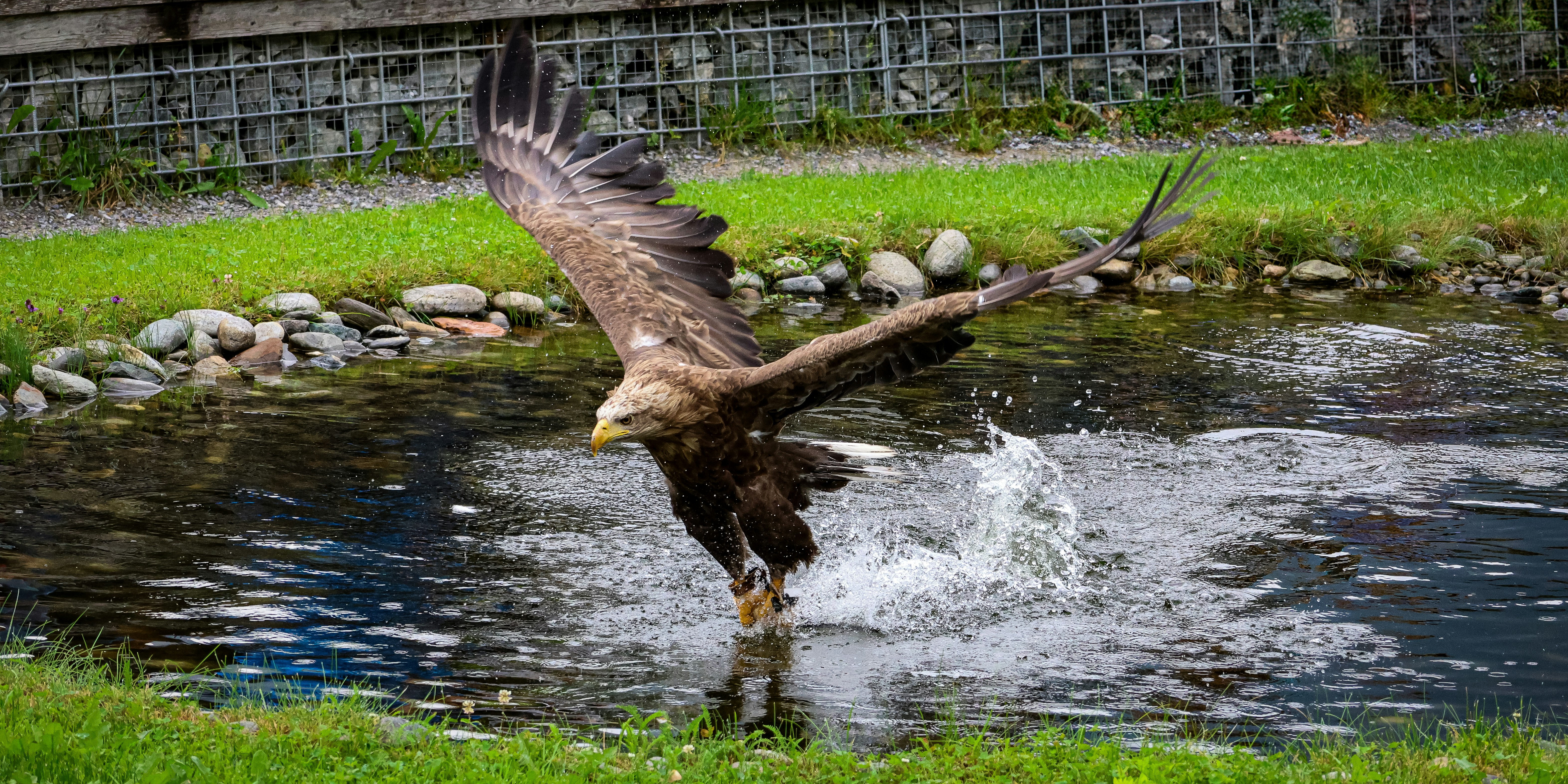 Eagle Takes Flight Over a Shimmering Pond