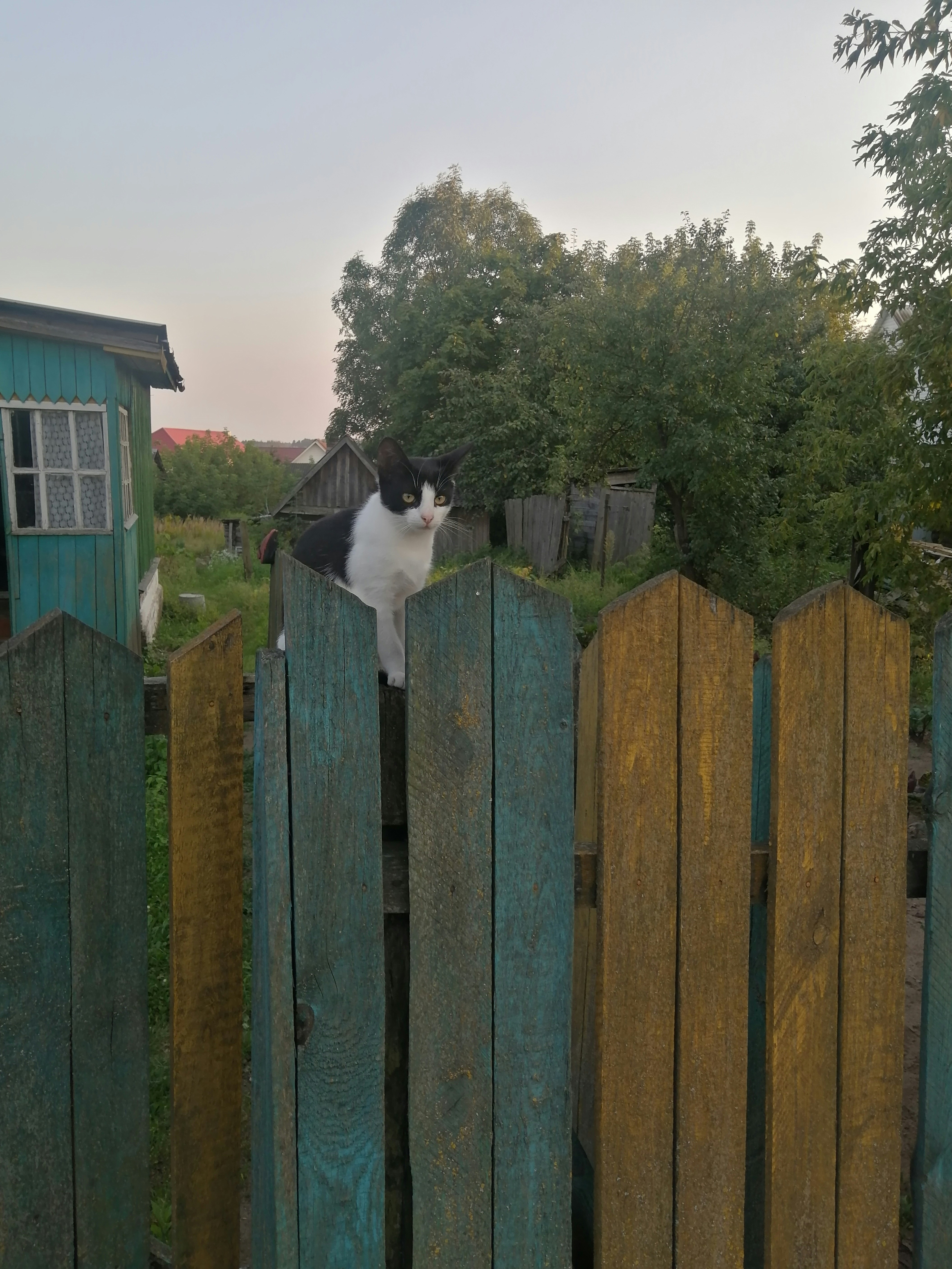 Whiskered Sentinel on a Weathered Fence at Golden Hour