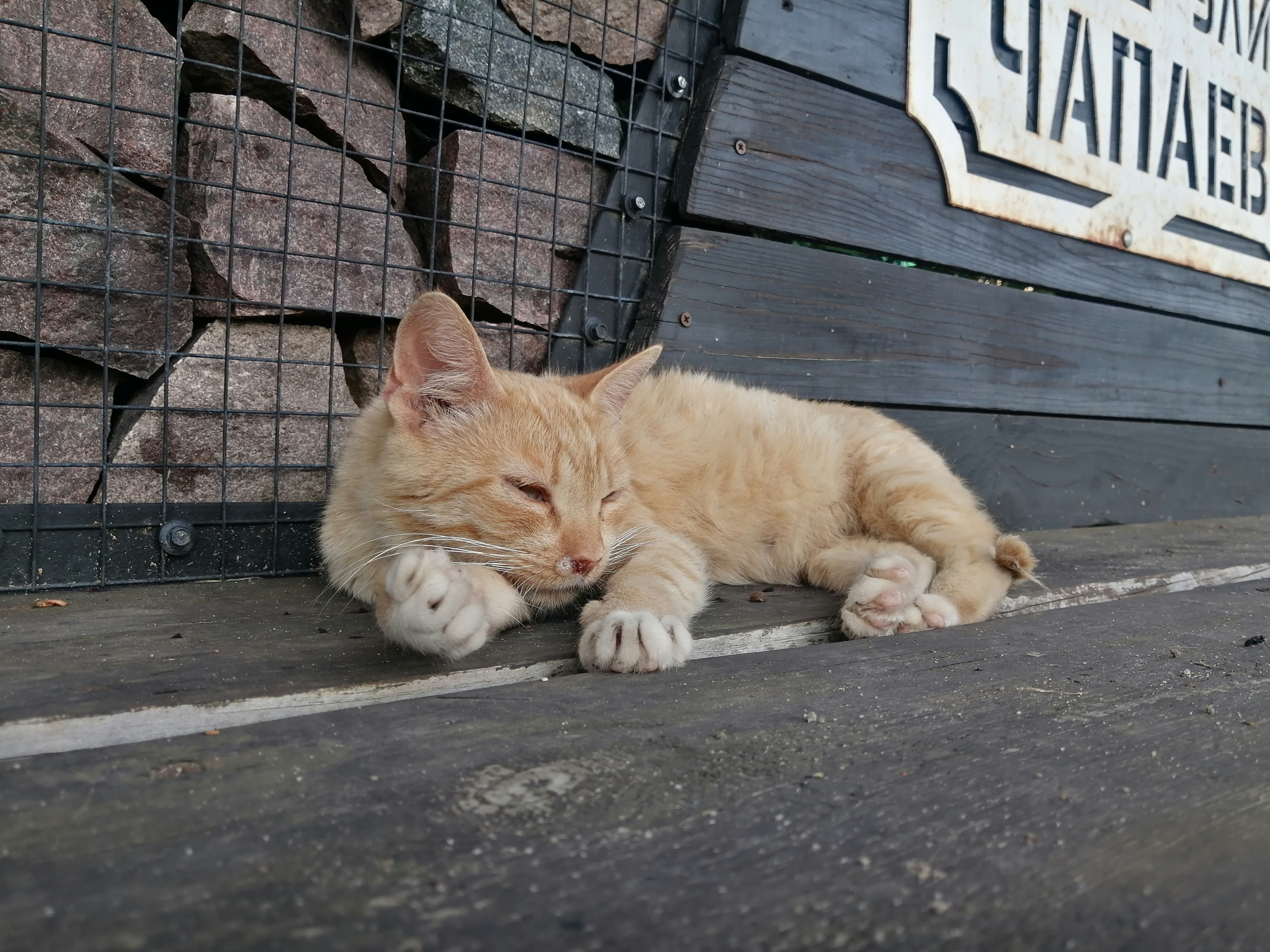 Sunlit Snooze: Ginger Kitten Curled on a Weathered Boardwalk by a Stone Wall