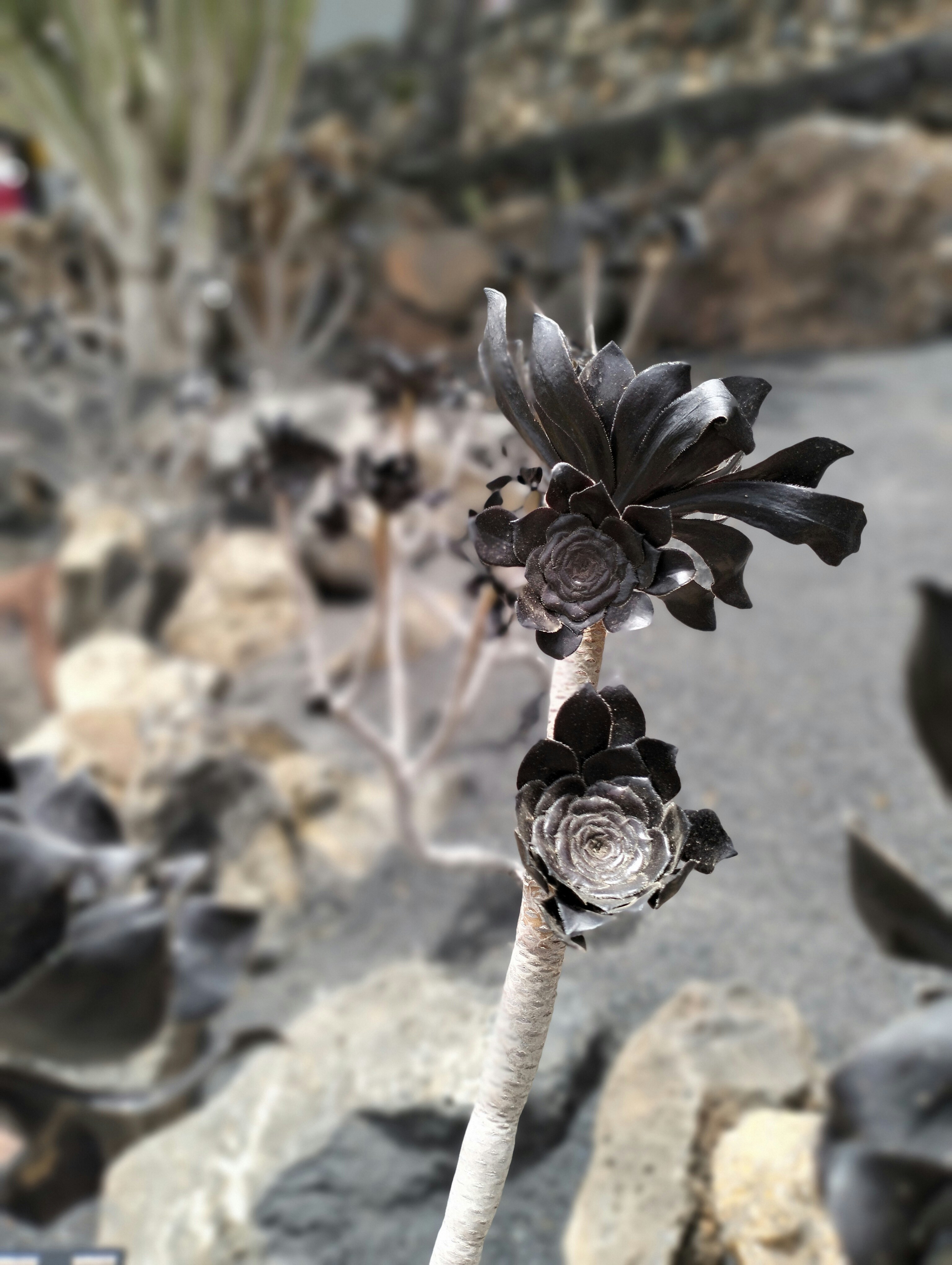 Nocturne Rosettes: A Close-Up of Charcoal Succulents in a Quiet Garden
