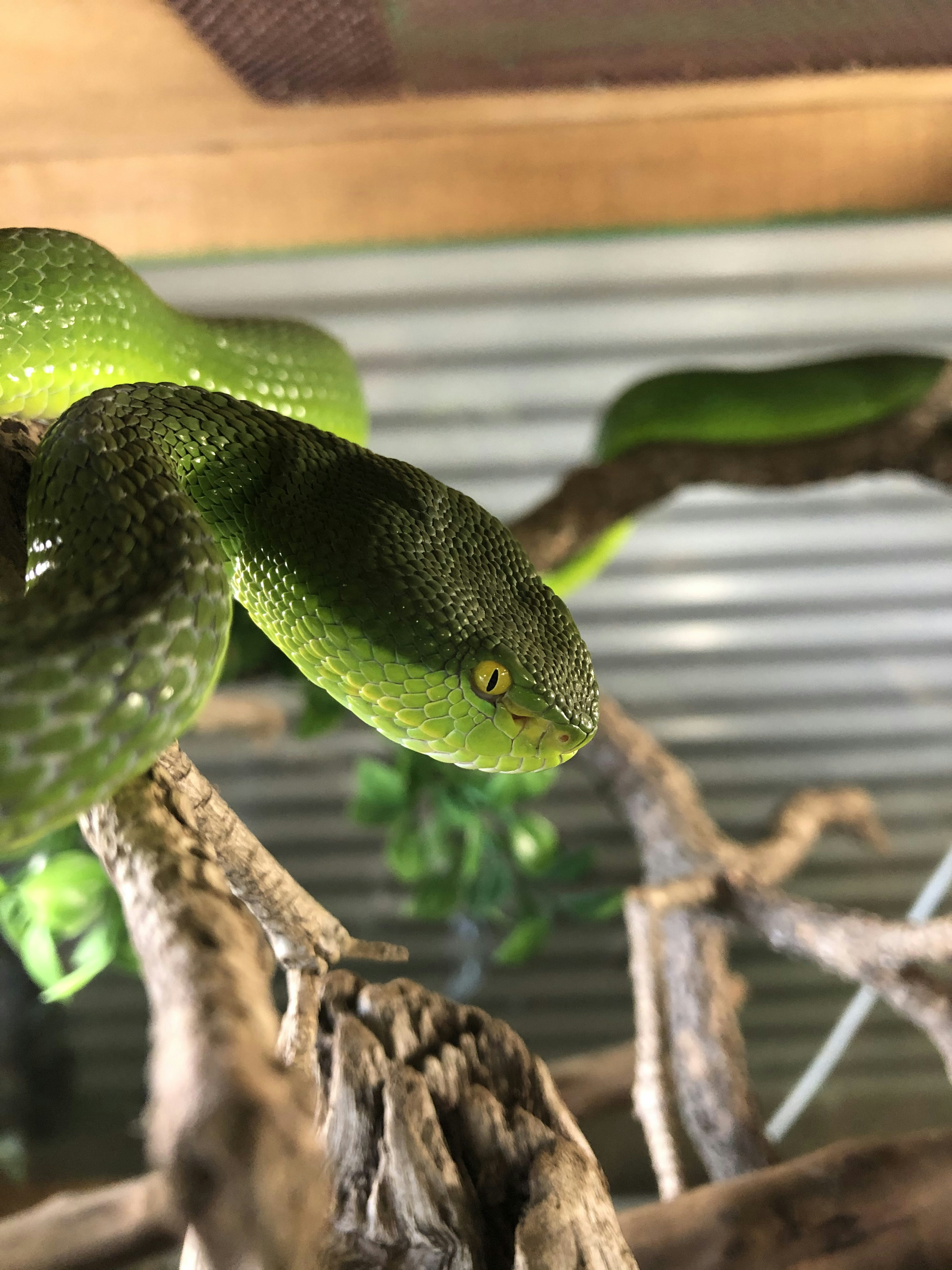A green snake sitting on top of a tree branch photo – Free Animal Image ...