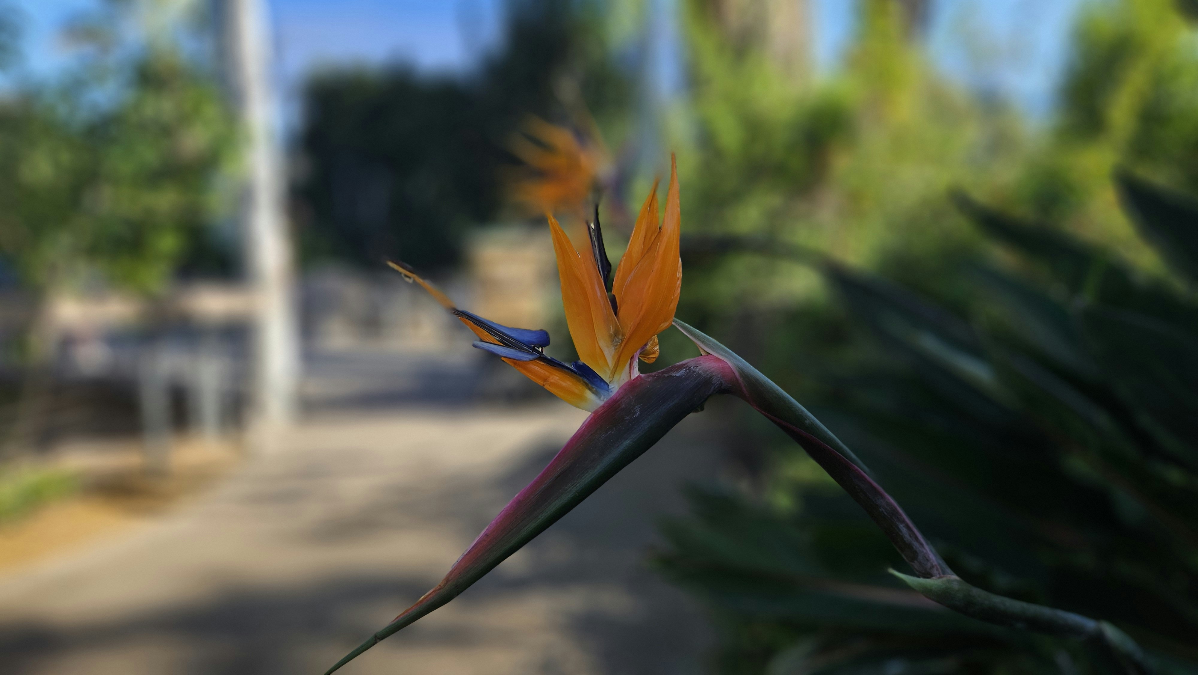 Bird of Paradise in Focus: Color Pop on a Quiet Path