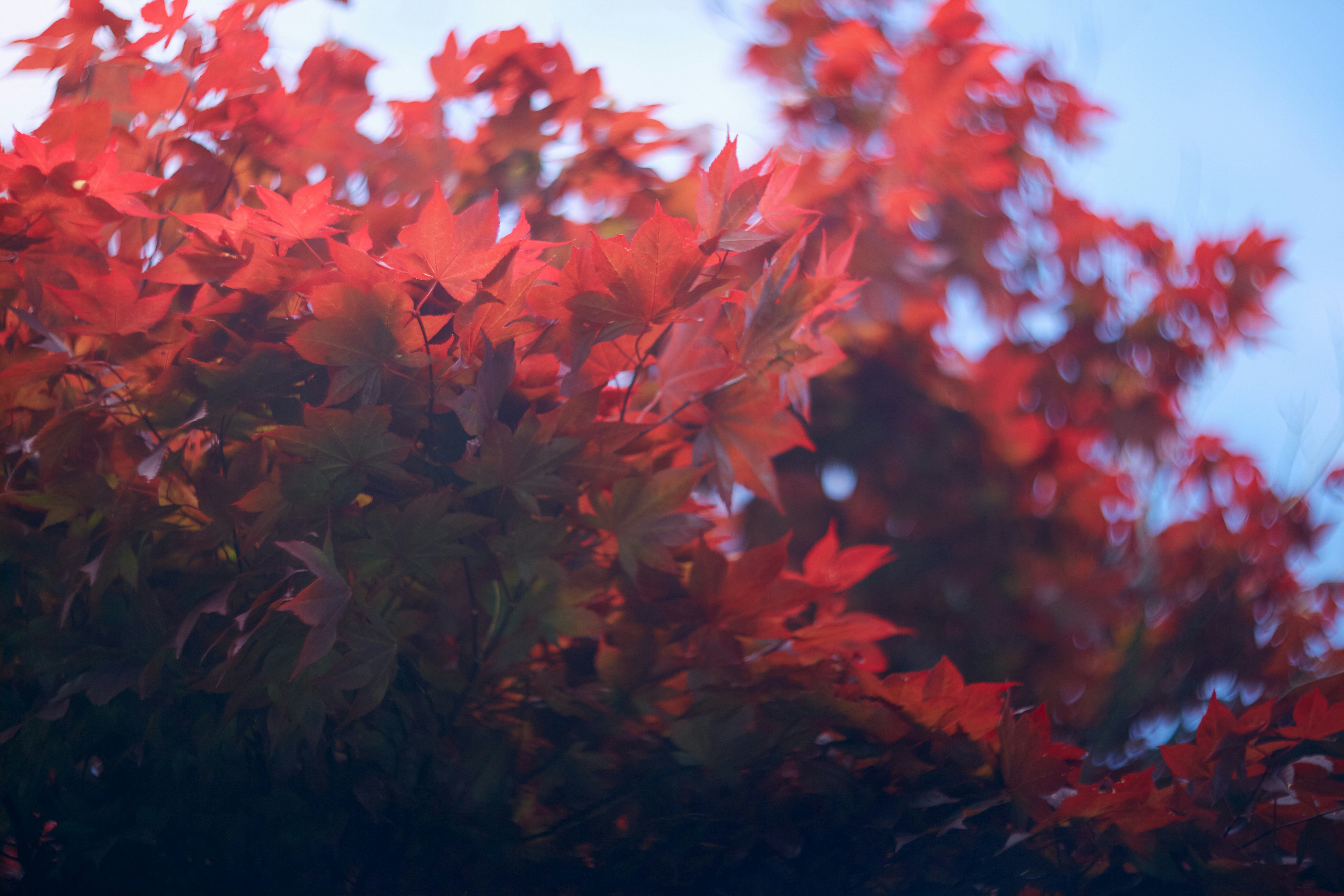 Photo by Marina Nazina with Canon EOS 5D Mark III