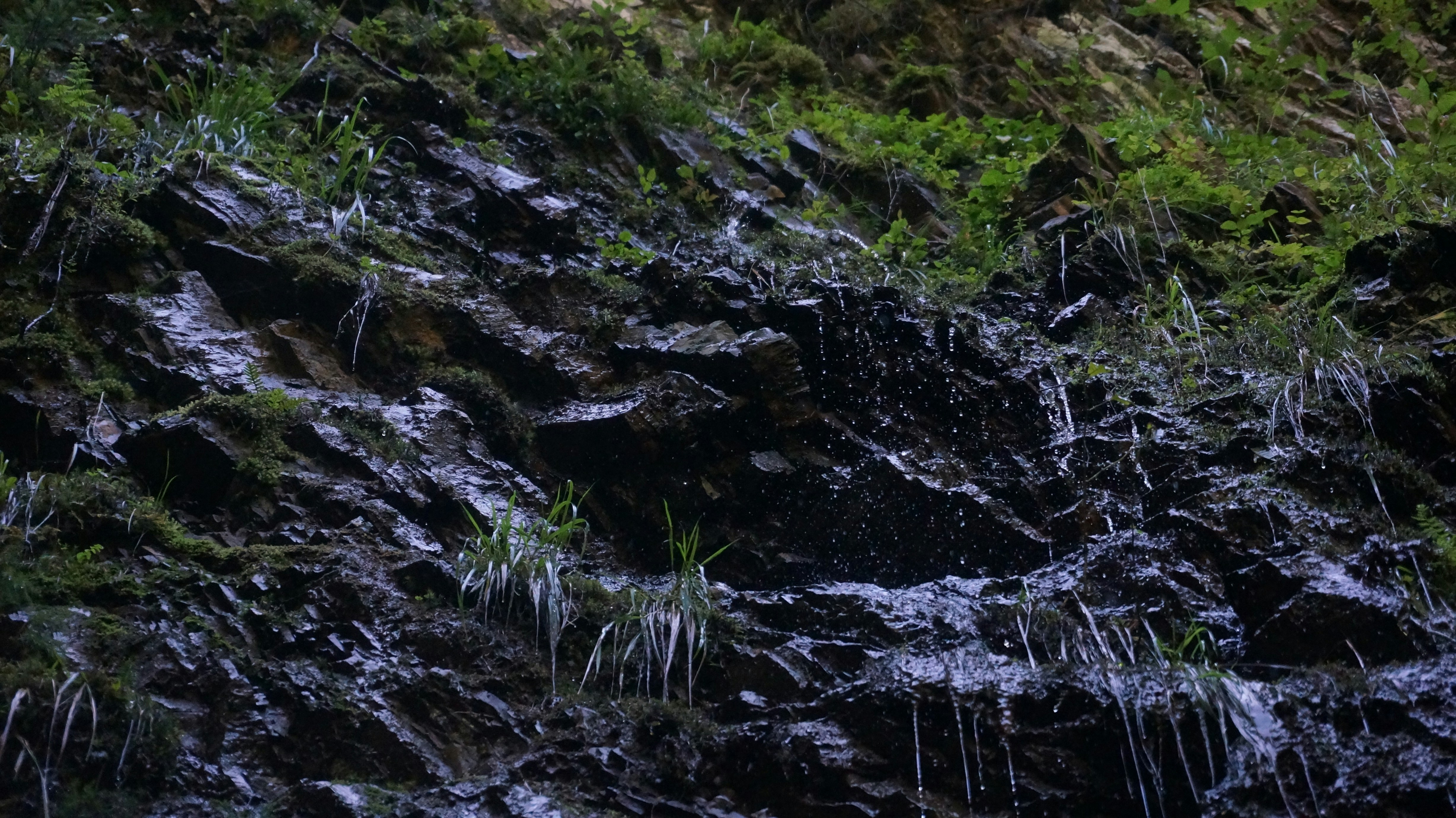 Water droplets cascading down a moss-covered rock face, surrounded by lush greenery.