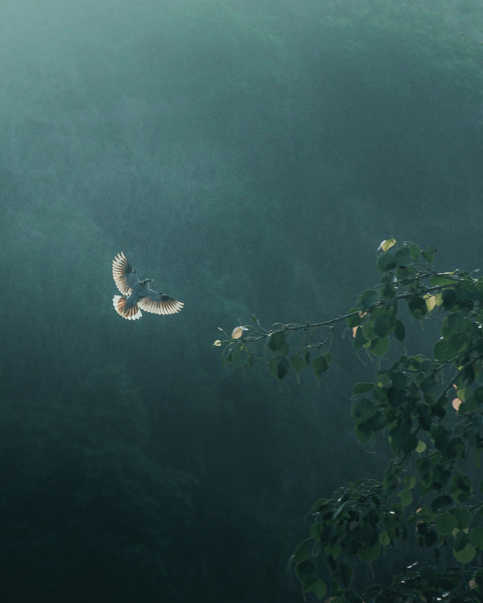 Wingbeat at the Verdant Edge