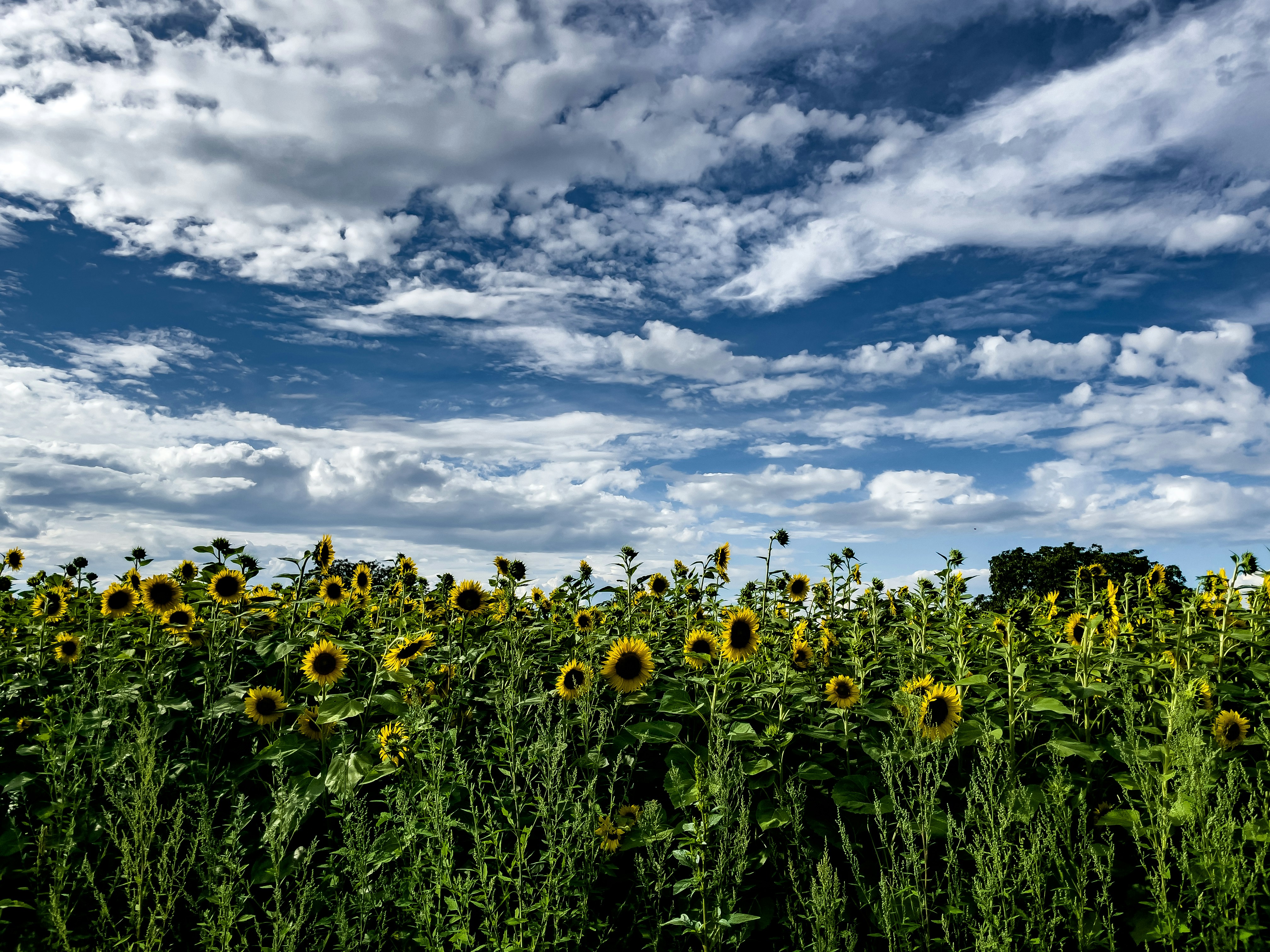 500+ Sunny Day Pictures [HD] | Download Free Images on Unsplash